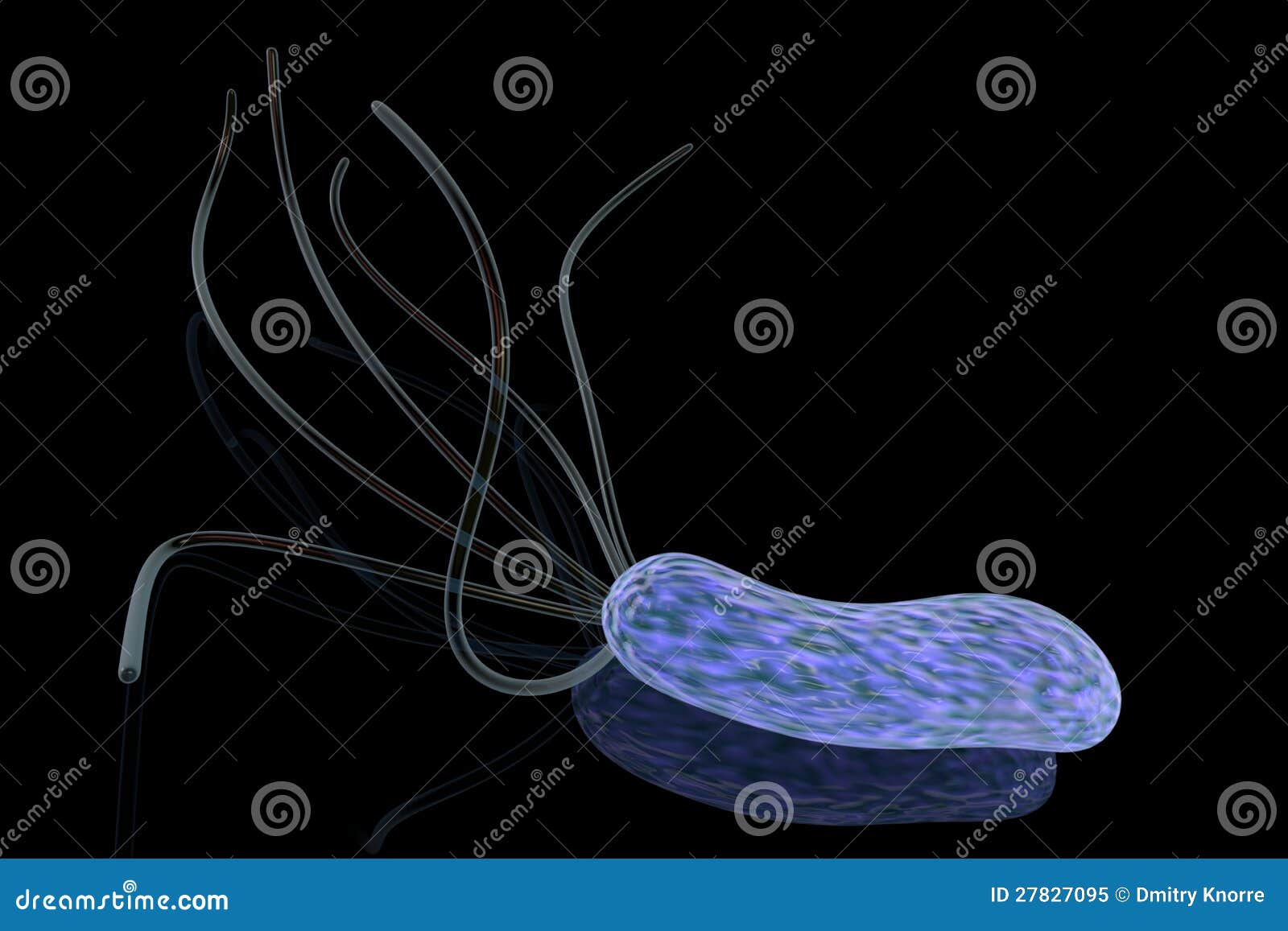 Helicobacter pylori stock illustration. Illustration of flagella - 27827095
