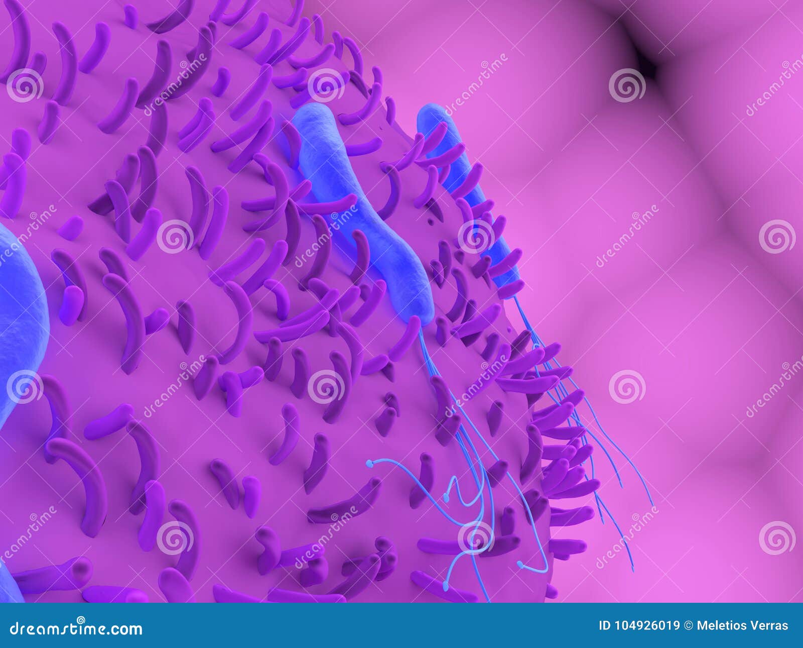 Helicobacter Pylori Cell Structures And Anatomy Vector Illustration ...
