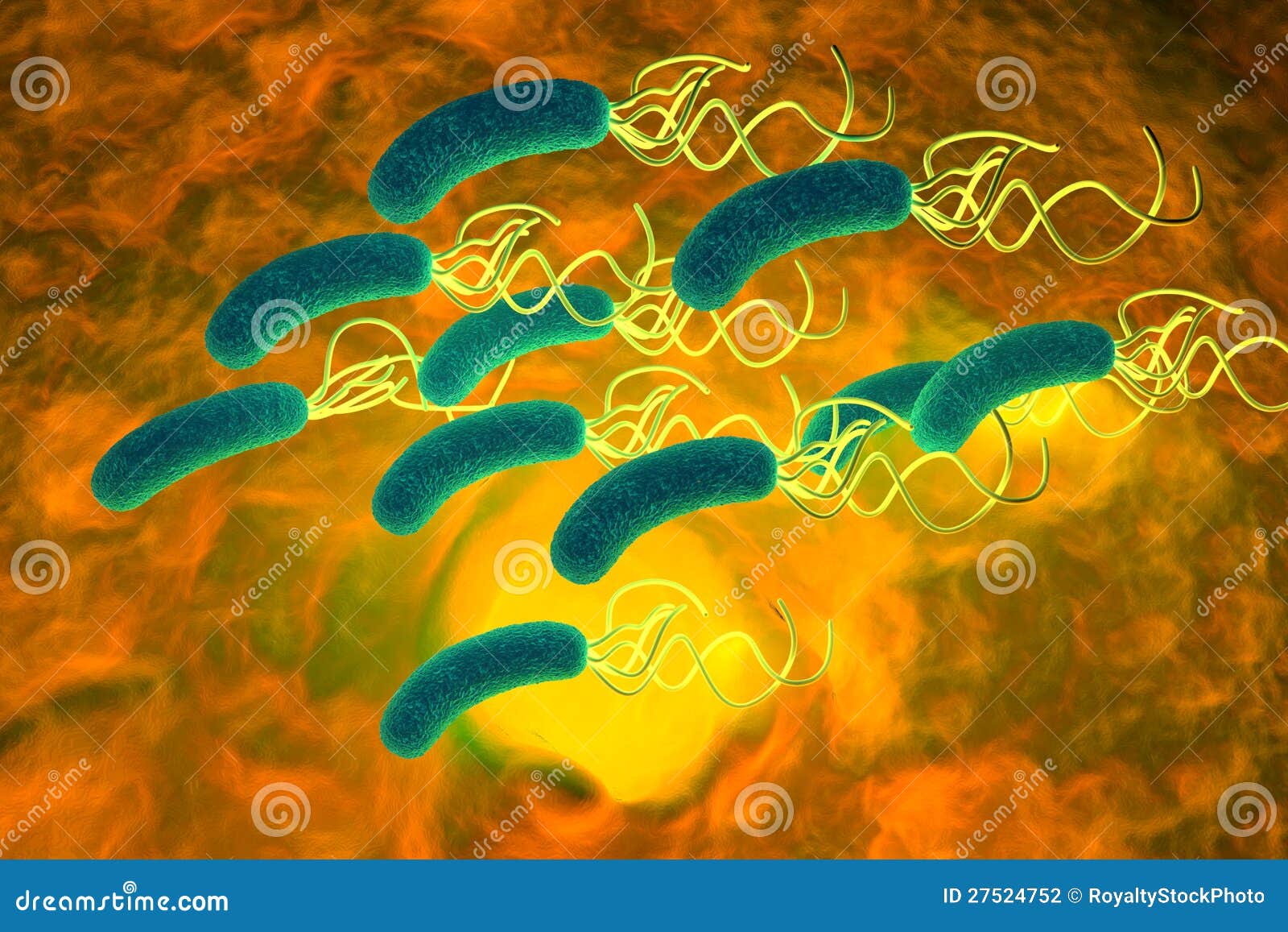 Helicobacter Pylori Bacterium Stock Illustration - Illustration of ...