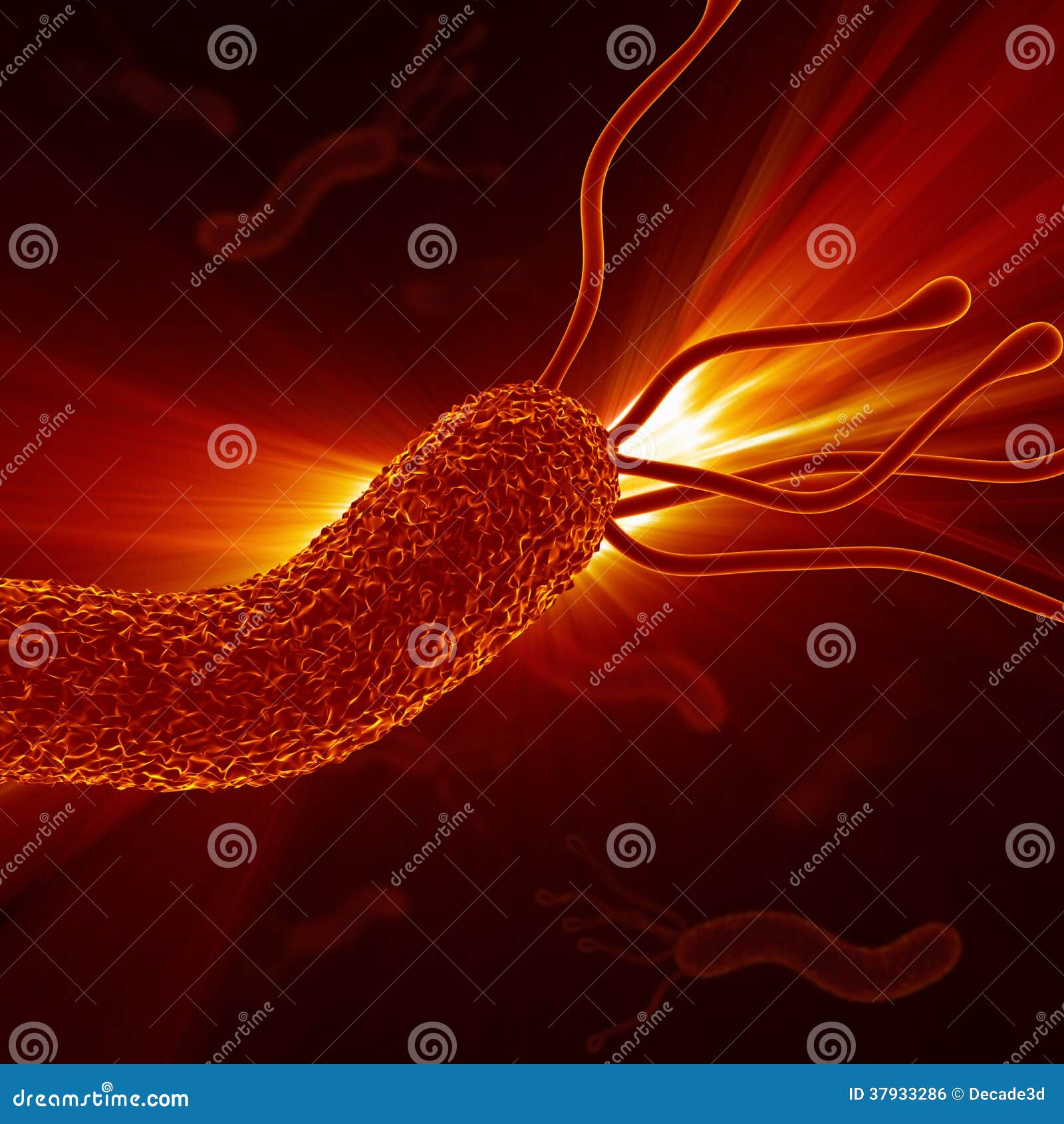 Helicobacter Pylori - Closeup / Detailed Zoom Stock Illustration ...
