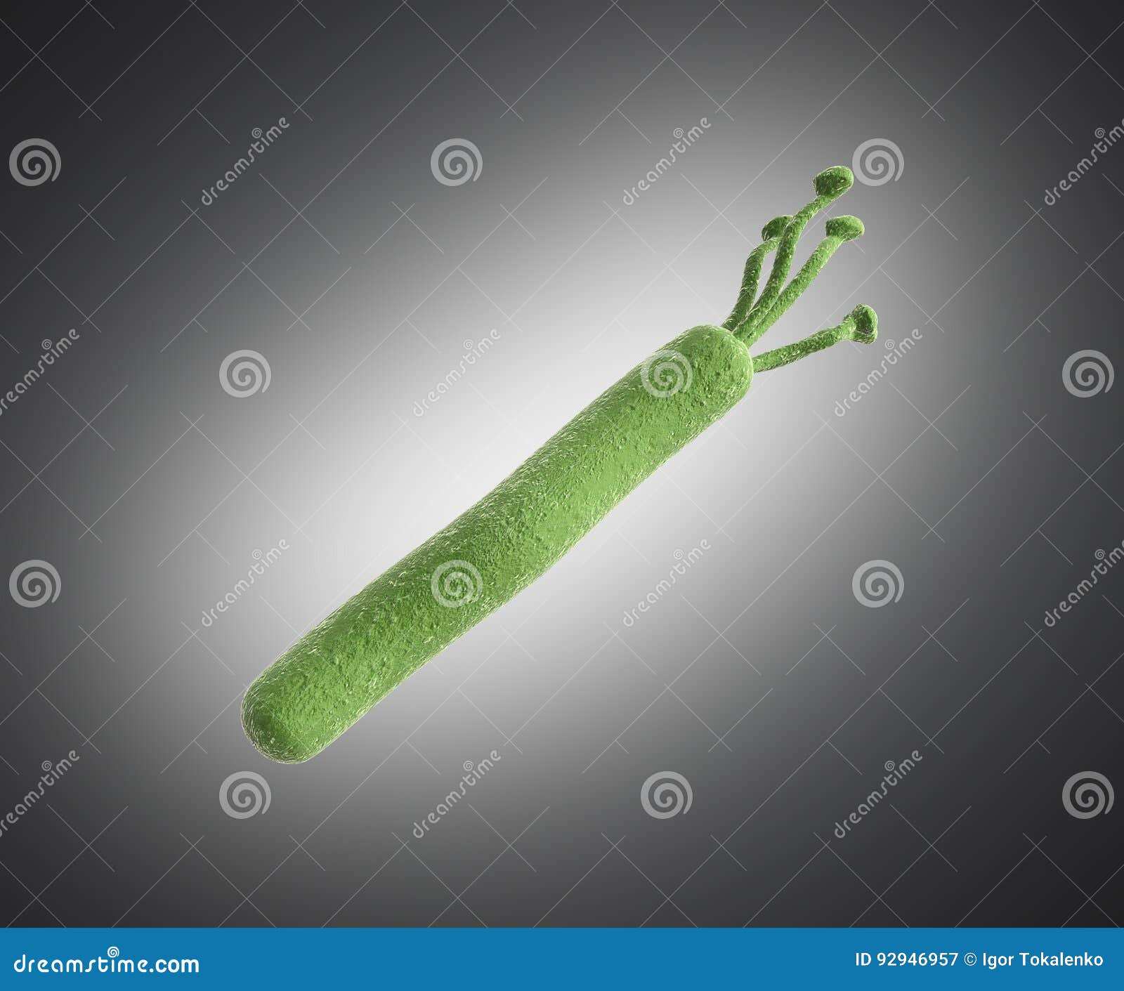3d Render Of Helicobacter Pylori Stock Photography | CartoonDealer.com ...