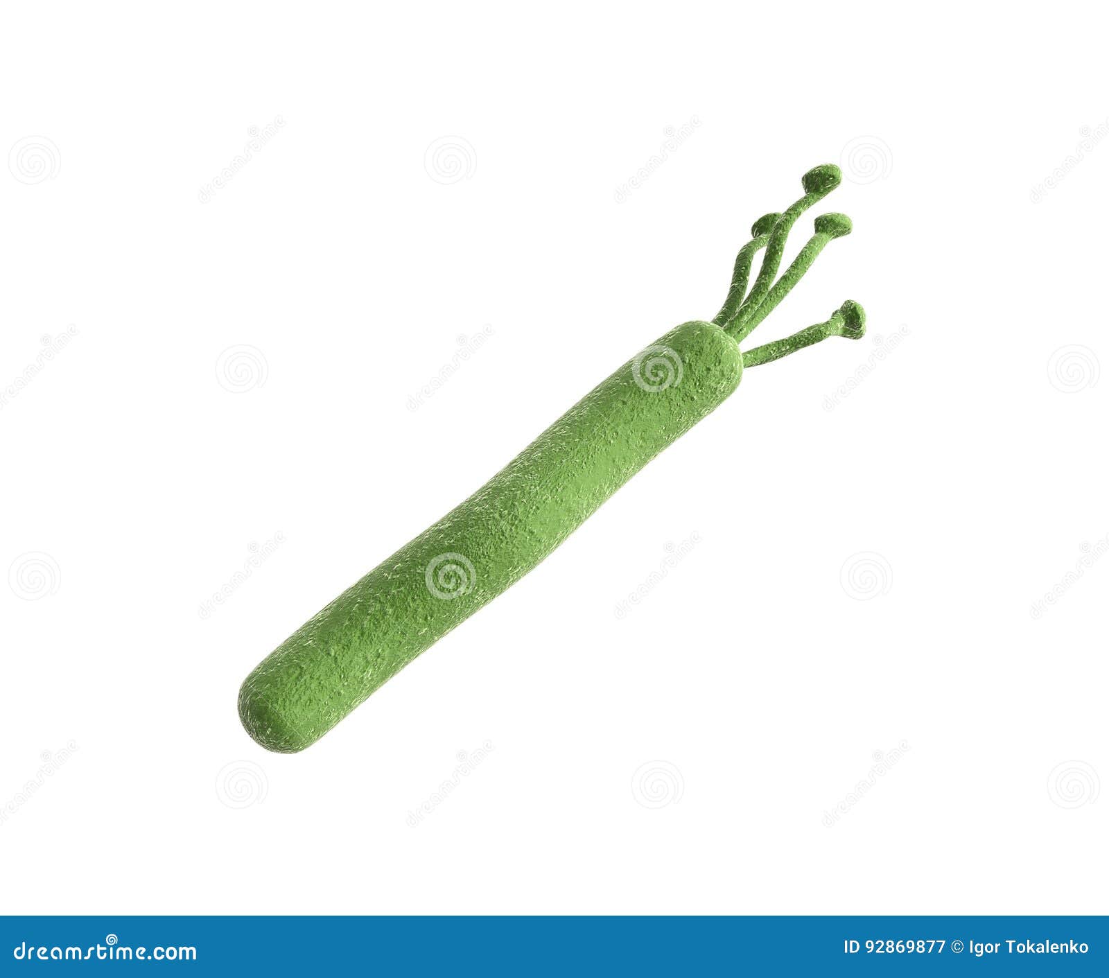 3d Render Of Helicobacter Pylori Stock Photography | CartoonDealer.com ...