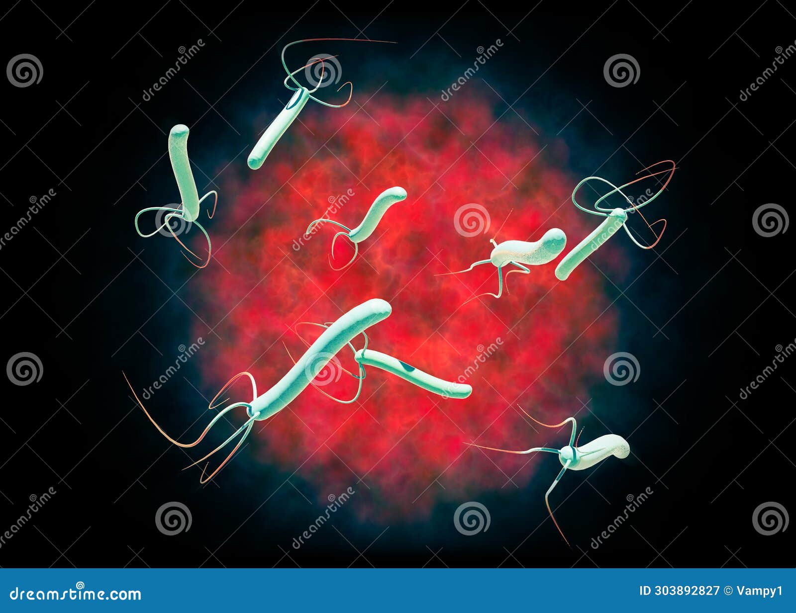 Helicobacter Pylori is a Gram-negative, Flagellated, Helical Bacterium ...