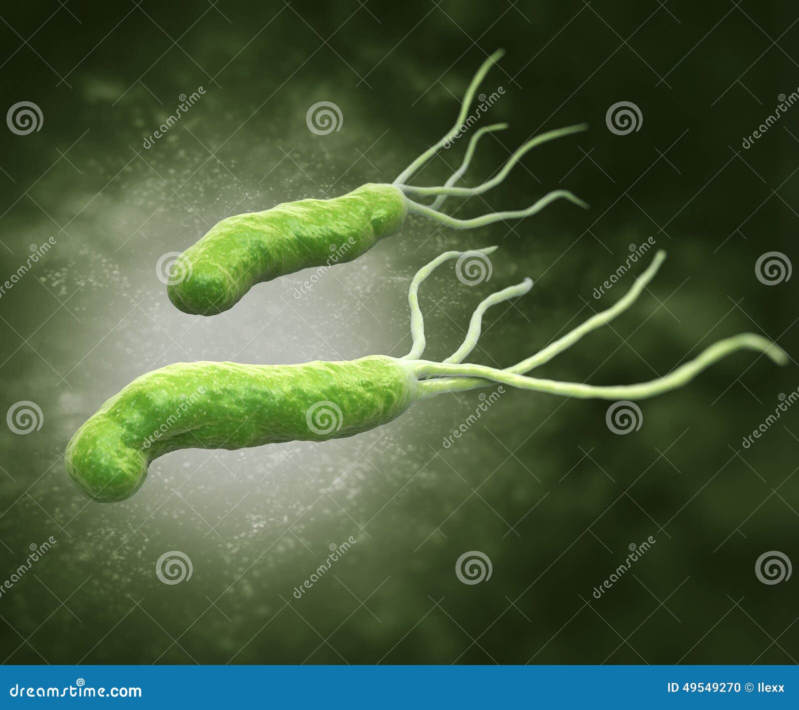 Helicobacter Pylori, Bacterium Which Causes Gastric And Duodenal Ulcer ...