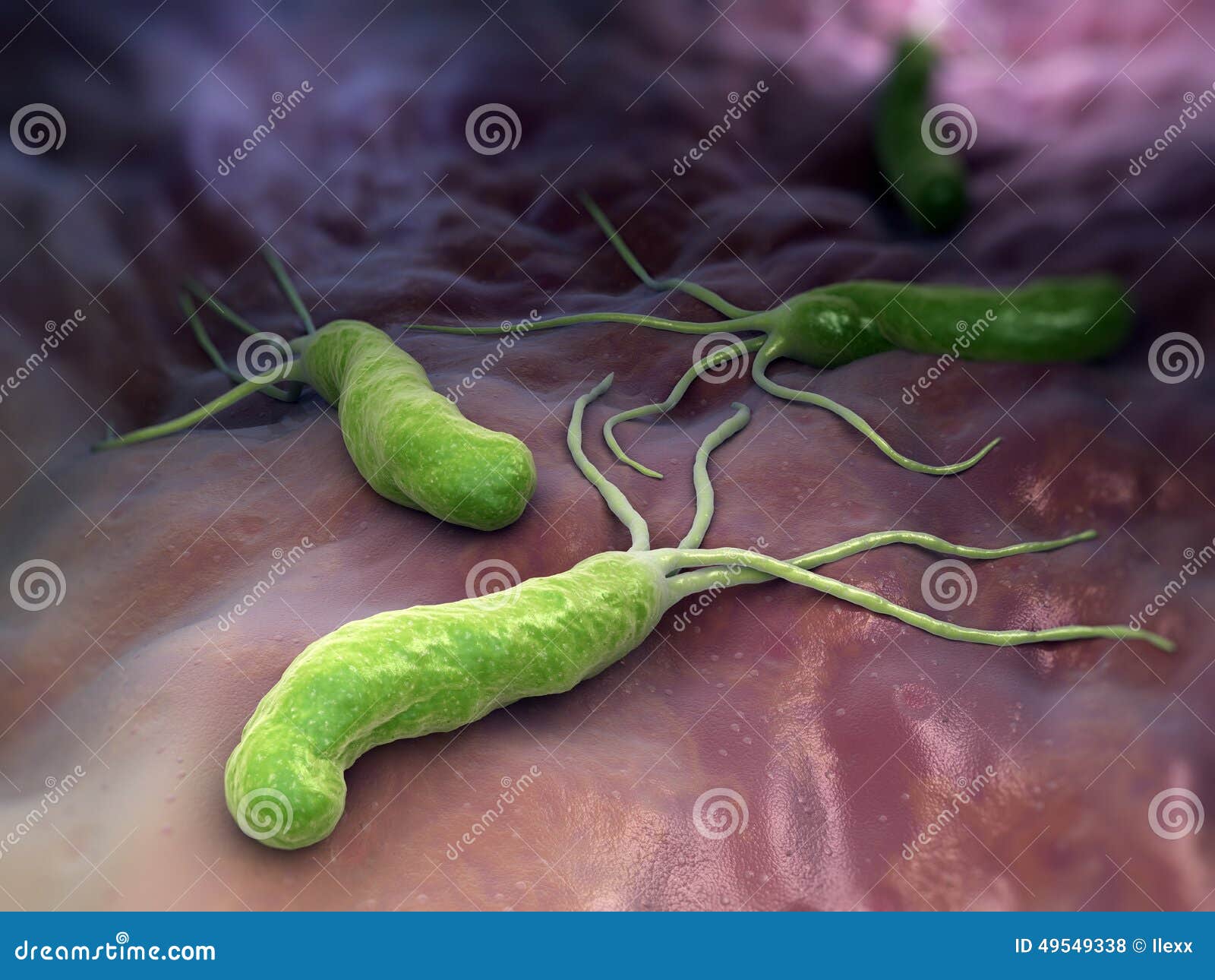 Helicobacter Pylori stock illustration. Illustration of helicobacter ...
