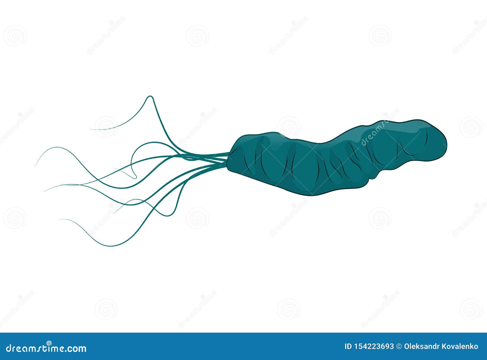 Helicobacter Pylory Vector Illustration Stock Vector - Illustration of ...