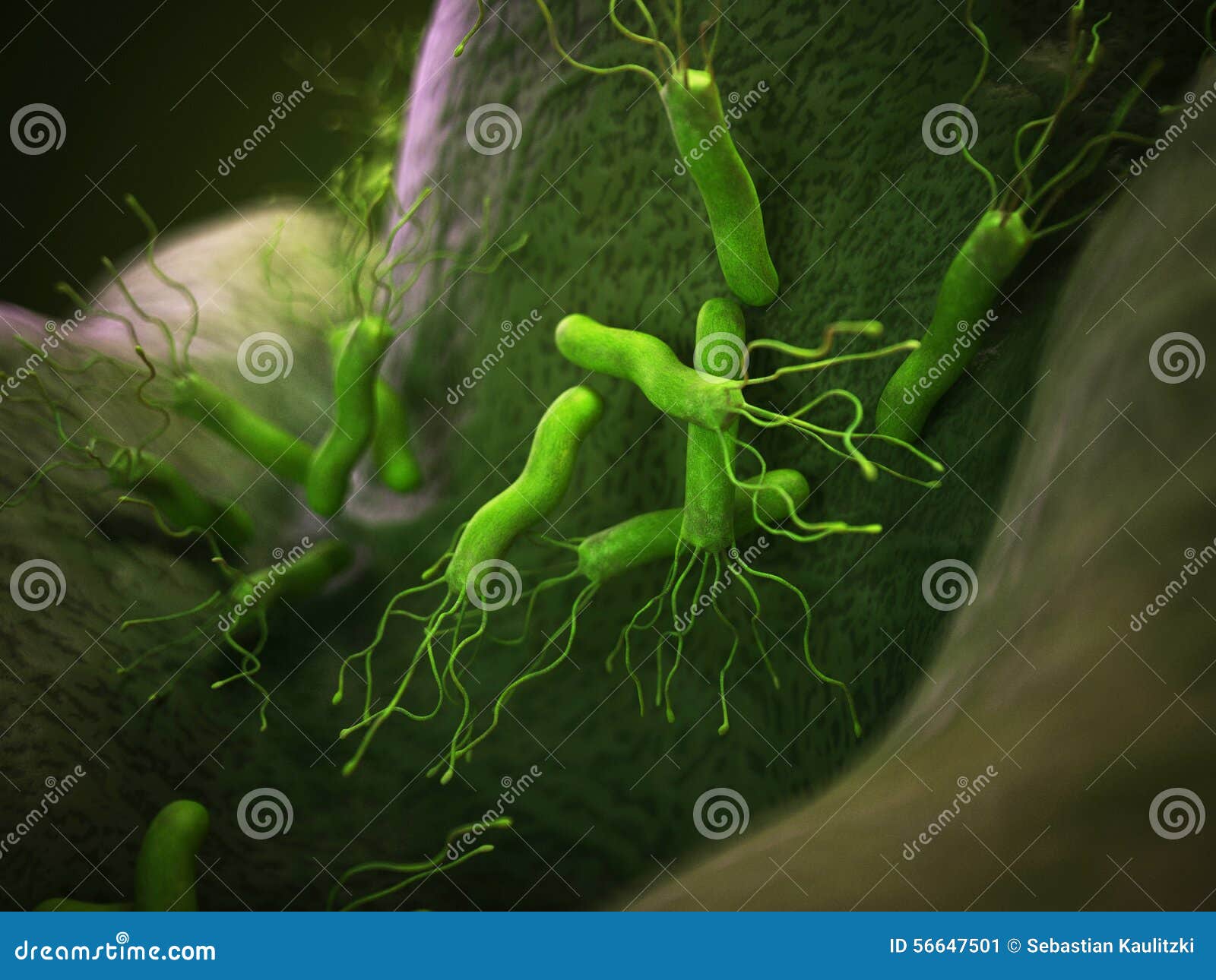 The Helicobacter Pyloris - Close Up Stock Illustration - Illustration ...