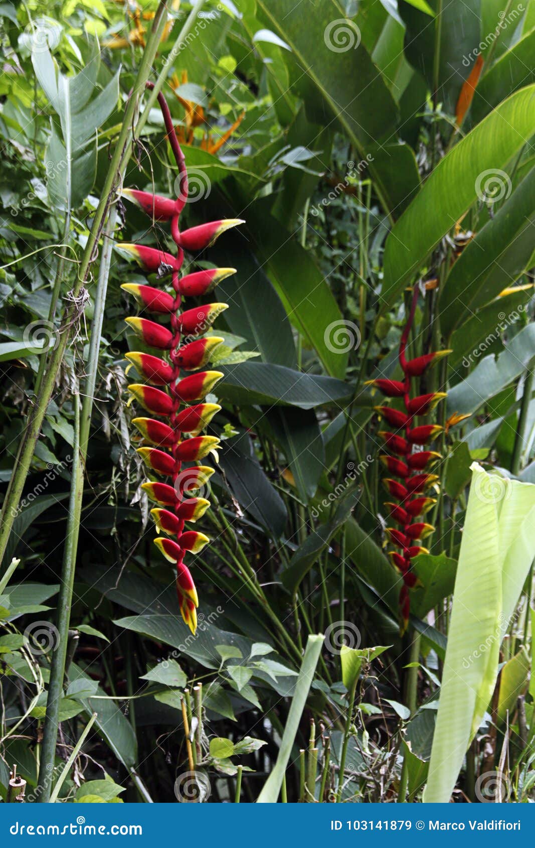 Heliconia imagen de archivo. Imagen de cubo, tropical - 103141879