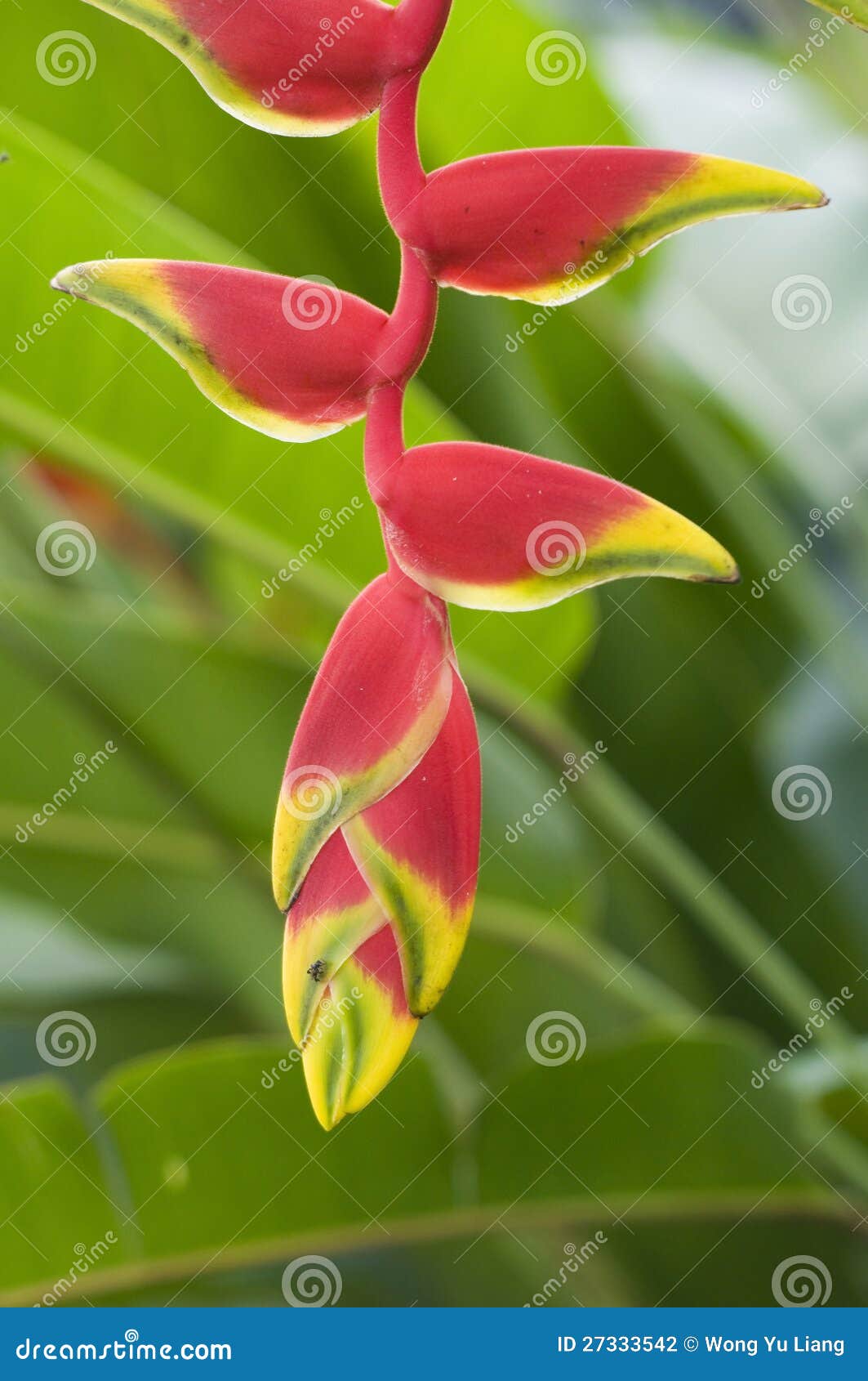 Heliconia stock photo. Image of colourful, jungle, botanical - 27333542