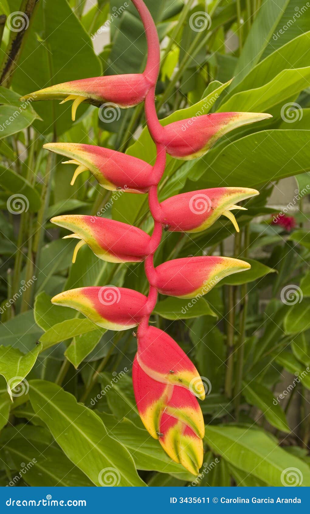 Heliconia stock image. Image of hawaii, tropical, colour - 3435611