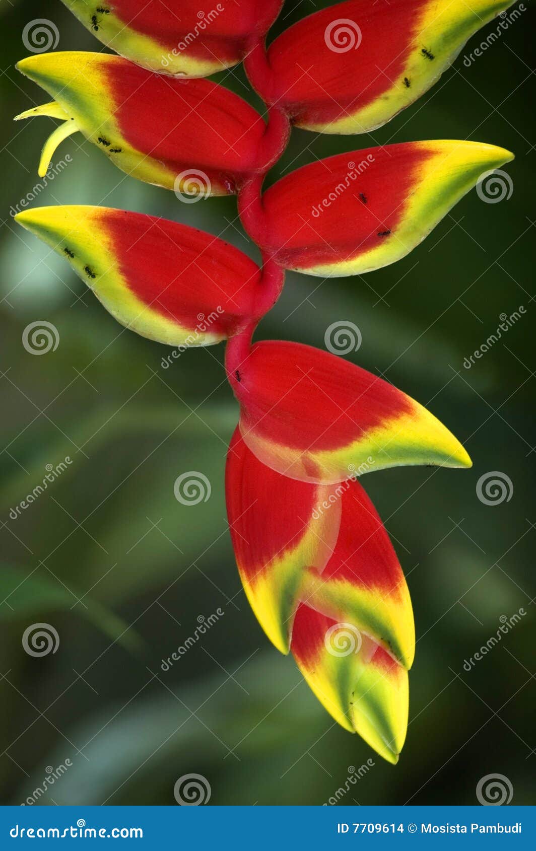 Heliconia stock photo. Image of beauty, gardens, heliconia - 7709614