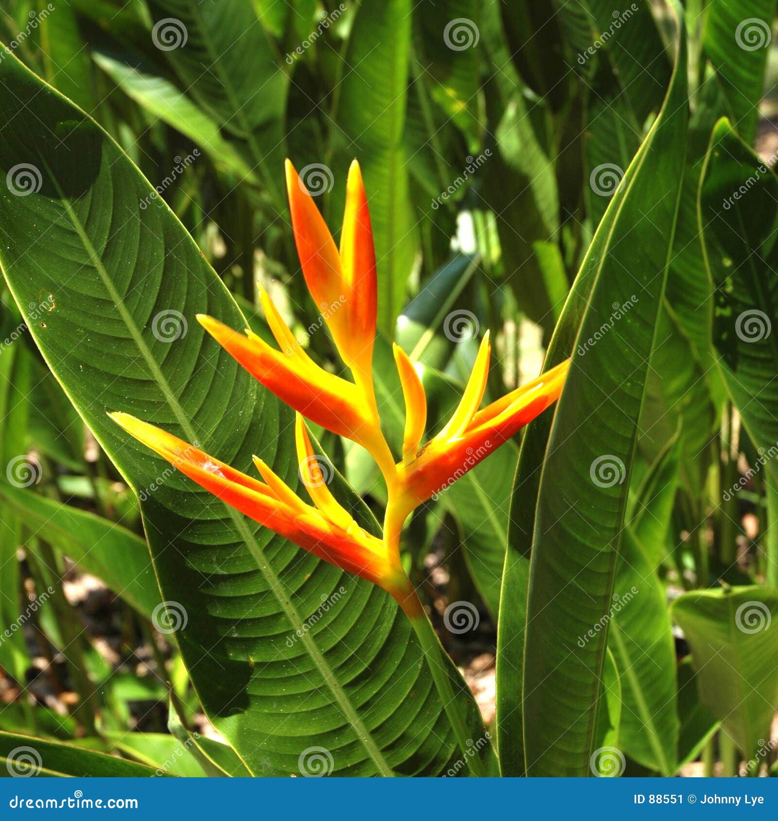Heliconia stock image. Image of plants, botanic, tropical - 88551