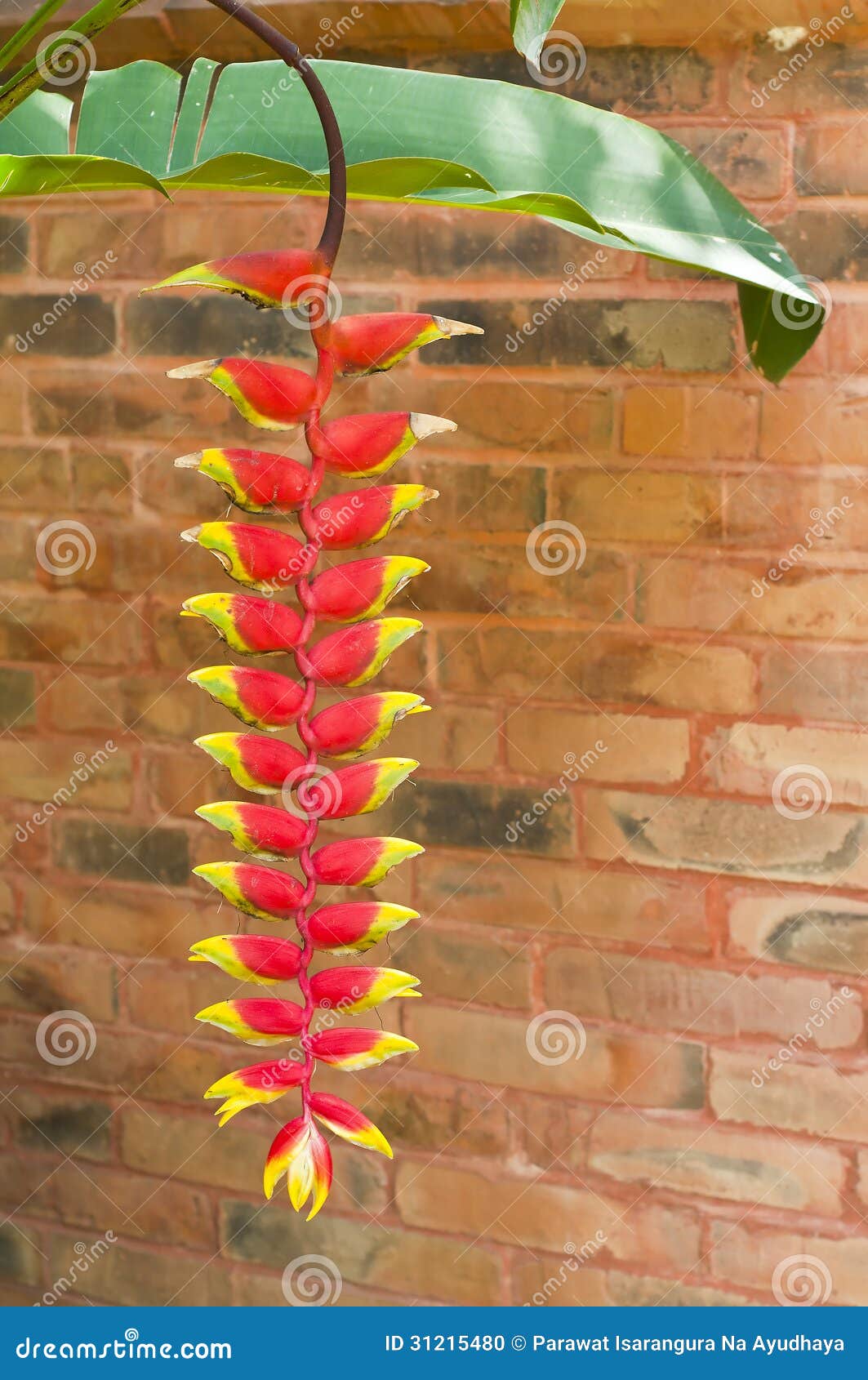 Heliconia. stock photo. Image of garden, heliconia, color - 31215480