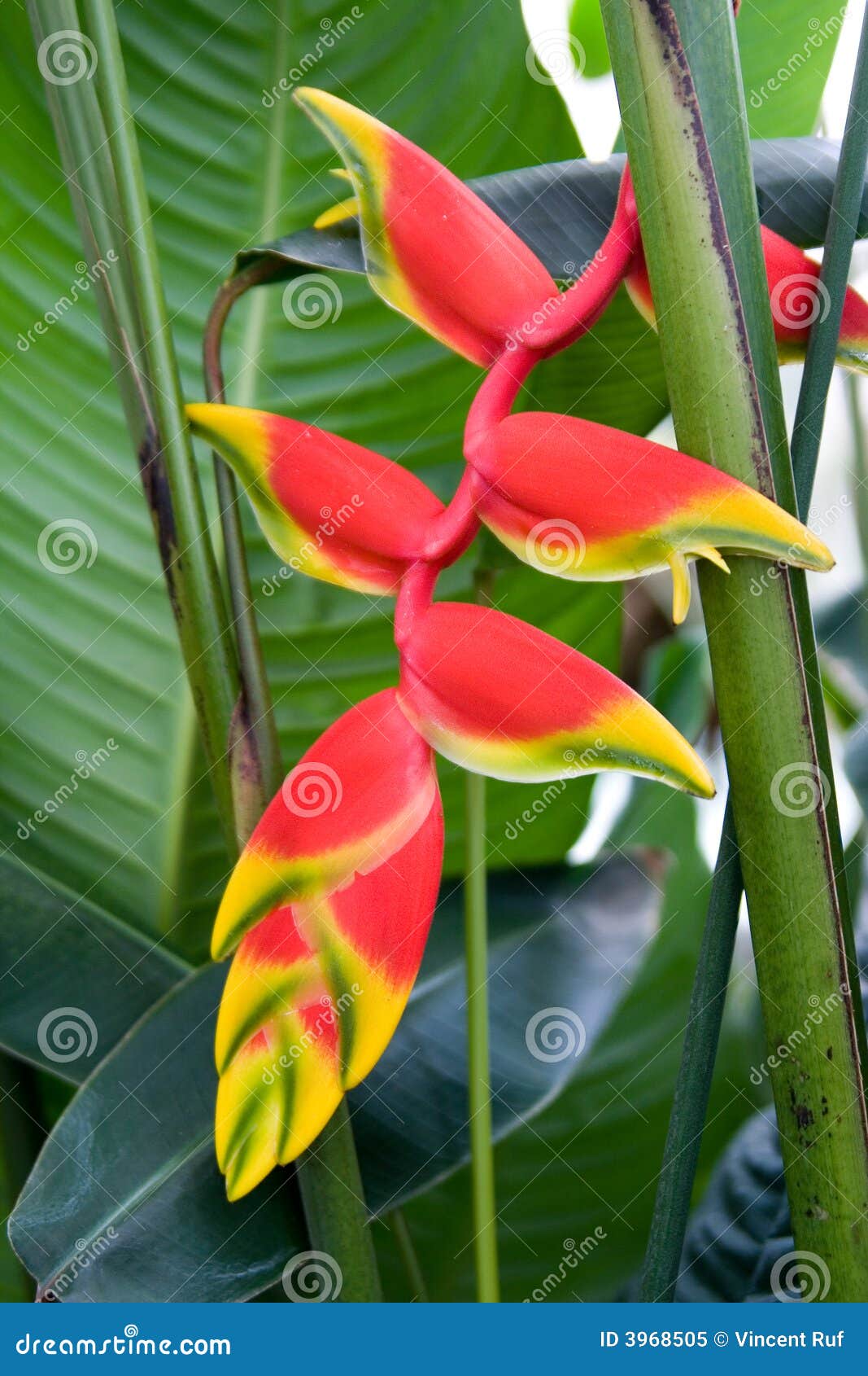 Heliconia, a Beautiful Tropical Flower Stock Image - Image of garden ...