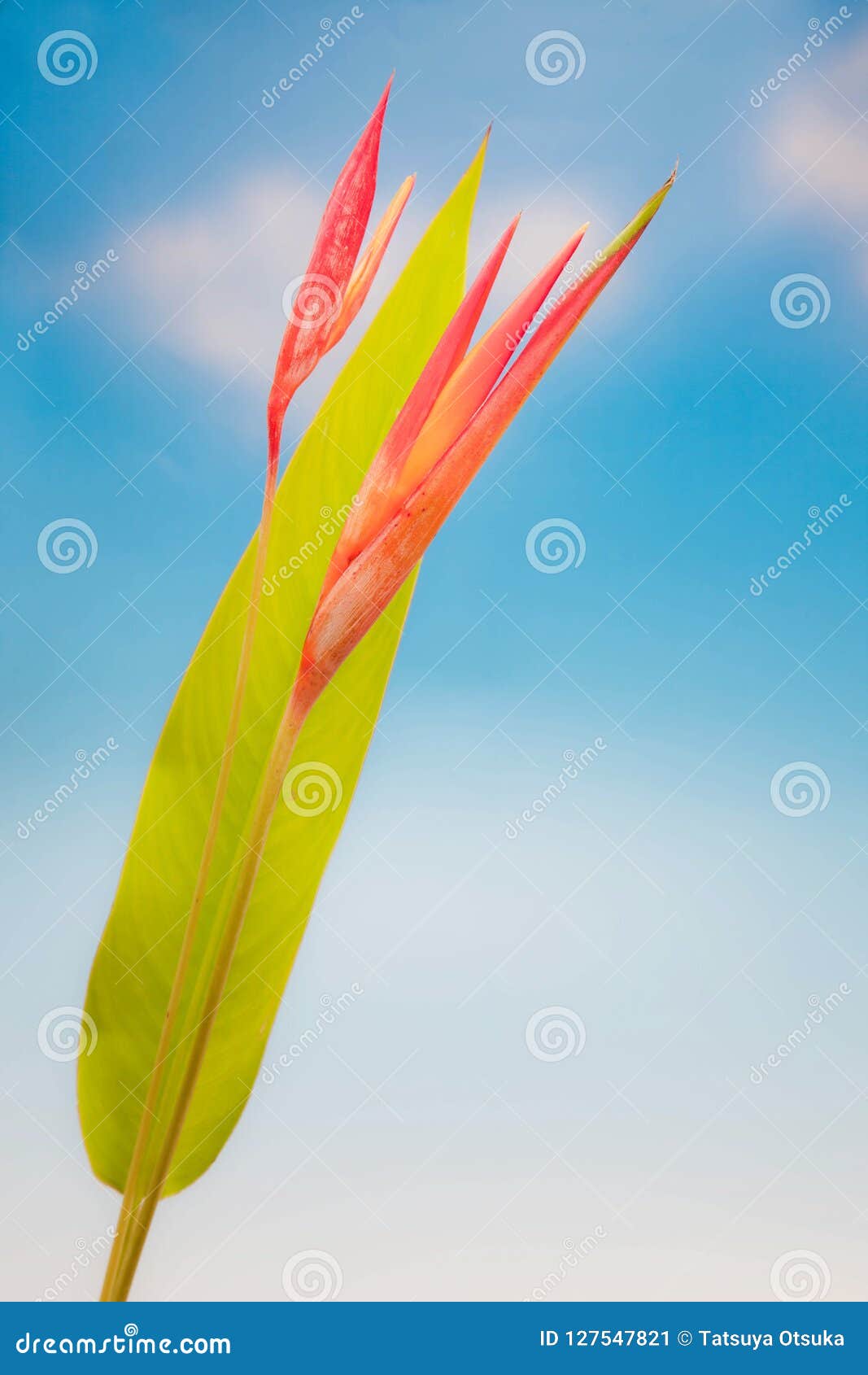 Heliconia in a Blue Background Stock Image - Image of green, copy ...