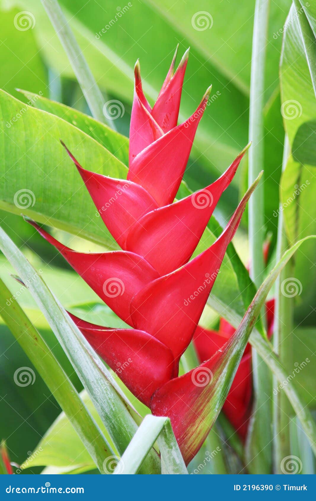 Heliconia Caribaea, Red Form Isolated On White Hand Painted Watercolor ...
