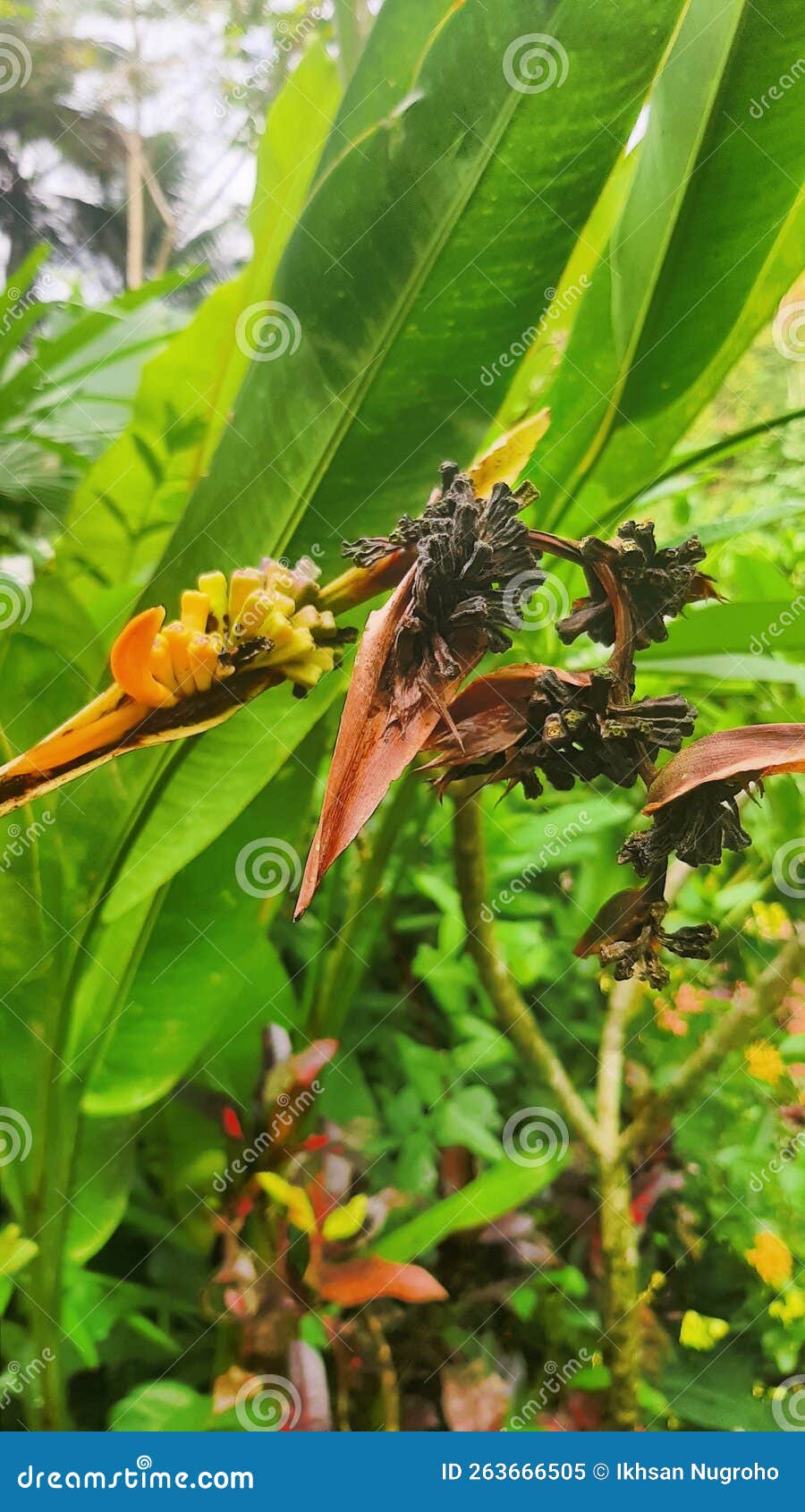 Heliconia Angusta Royalty-Free Stock Image | CartoonDealer.com #63086902
