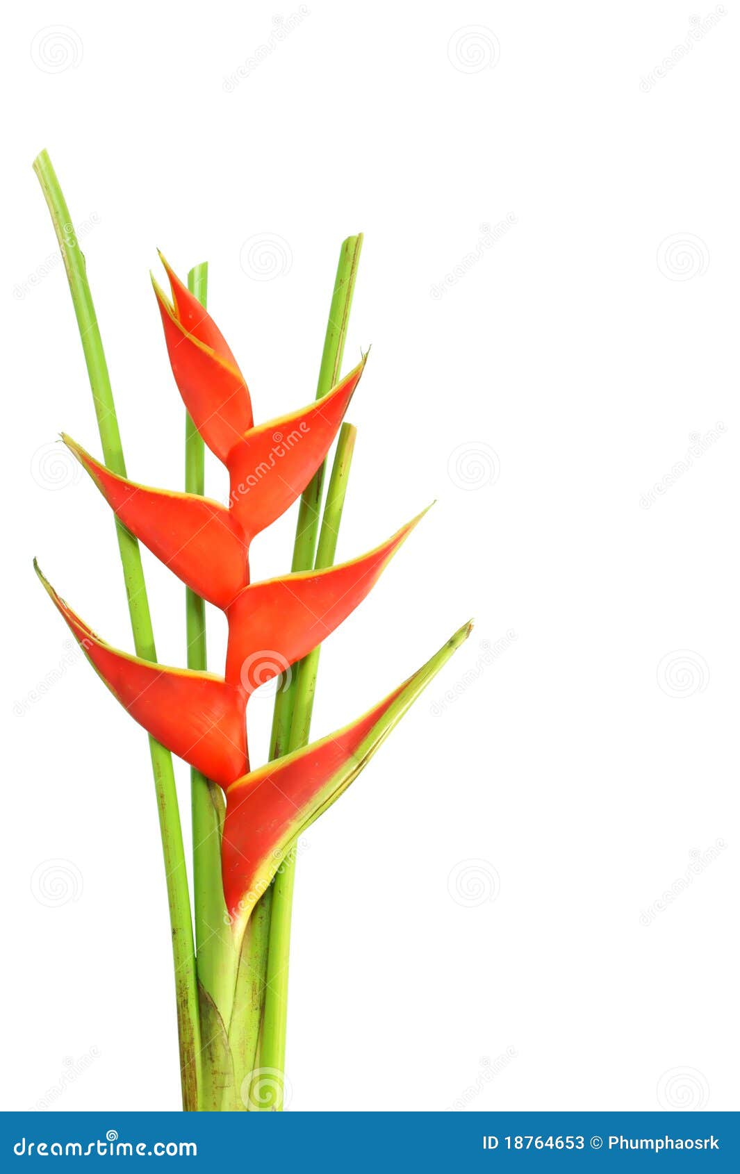 Heliconia Flower stock image. Image of macro, hawaii - 18764653