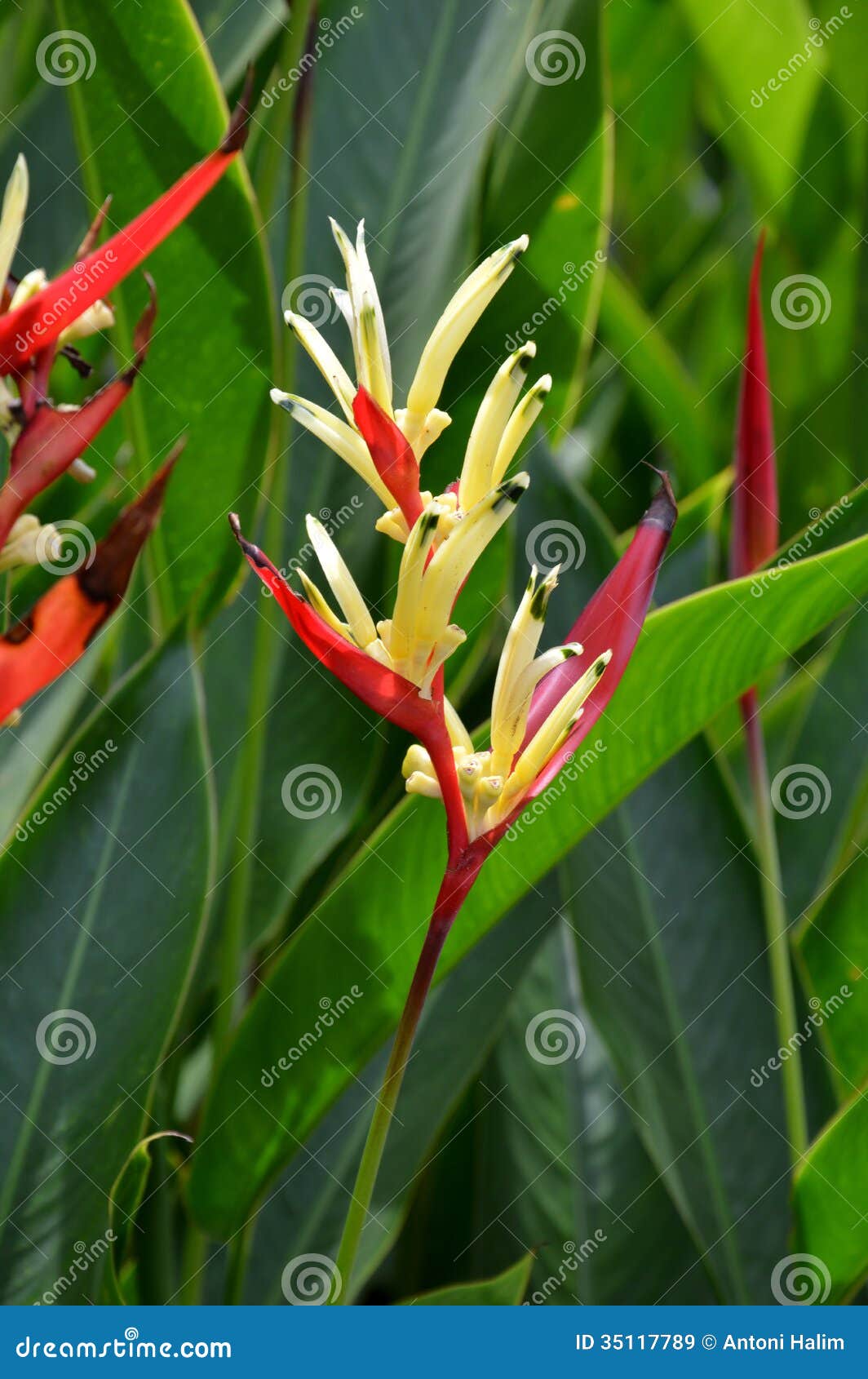 Heliconia flower stock image. Image of heliconiaceae - 35117789
