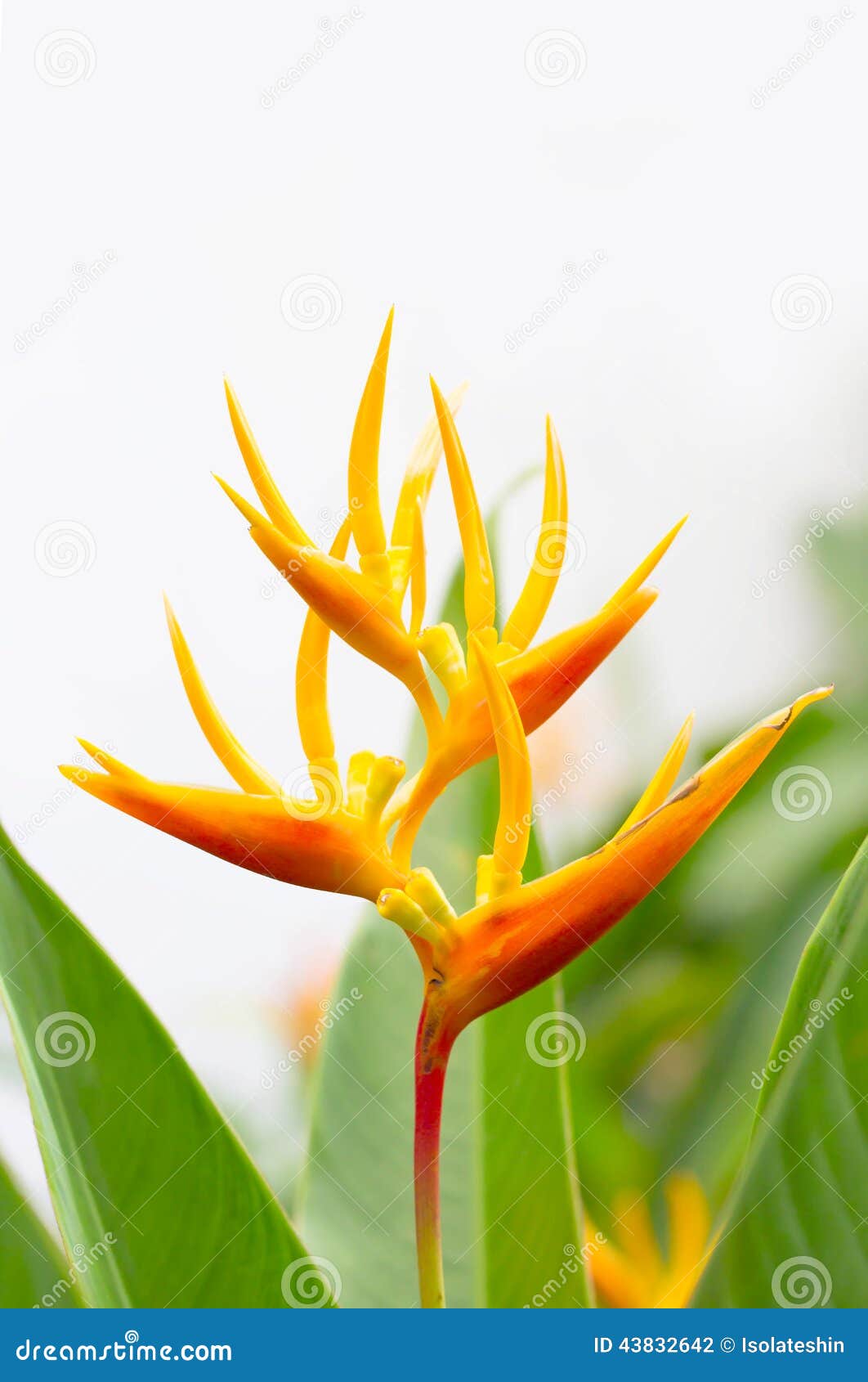 Heliconia Subulata In Gardens Royalty-Free Stock Photo | CartoonDealer ...