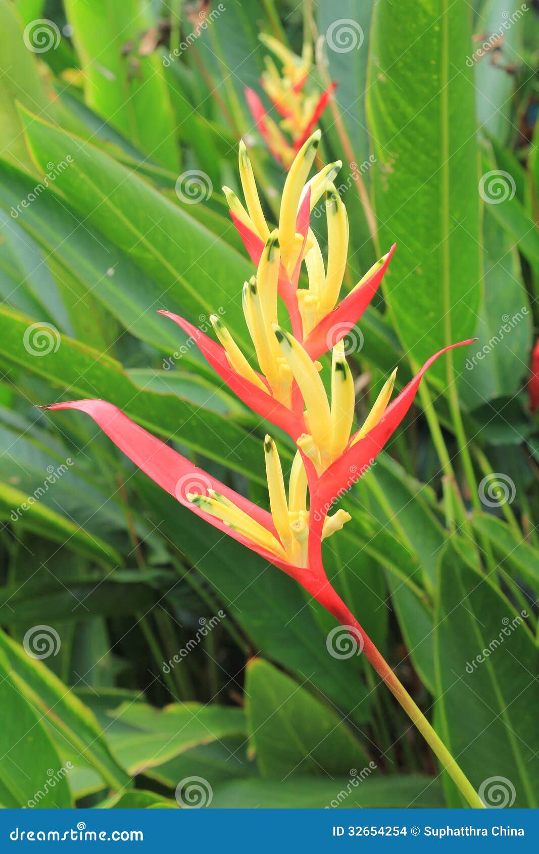 Heliconia Flower stock photo. Image of beauty, flower - 32654254