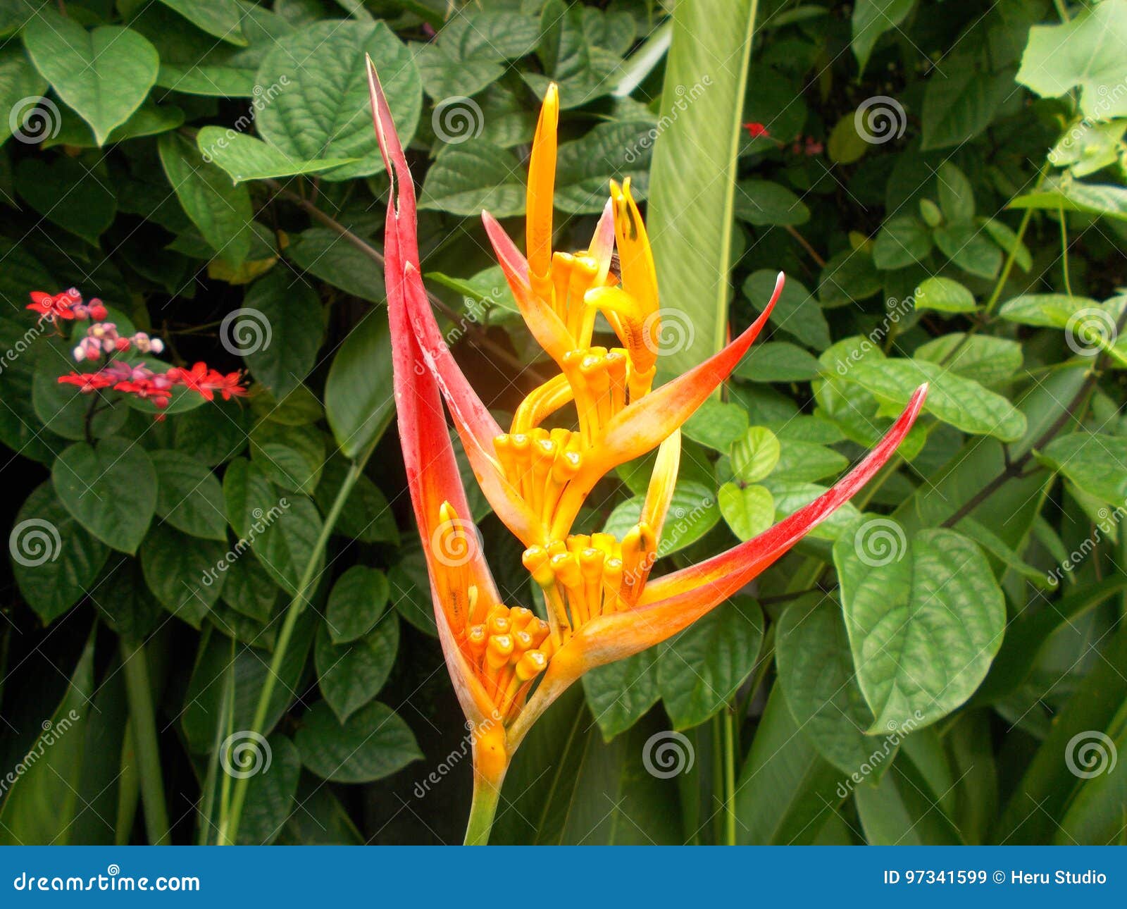 Heliconia Flower Bird Paradise at the Tree Stock Image - Image of ...
