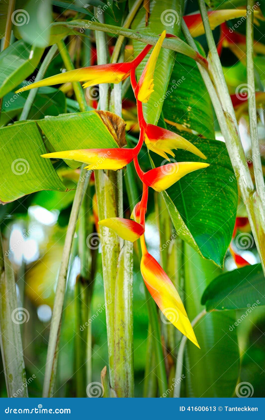 Heliconia flower stock image. Image of paradise, beauty - 41600613