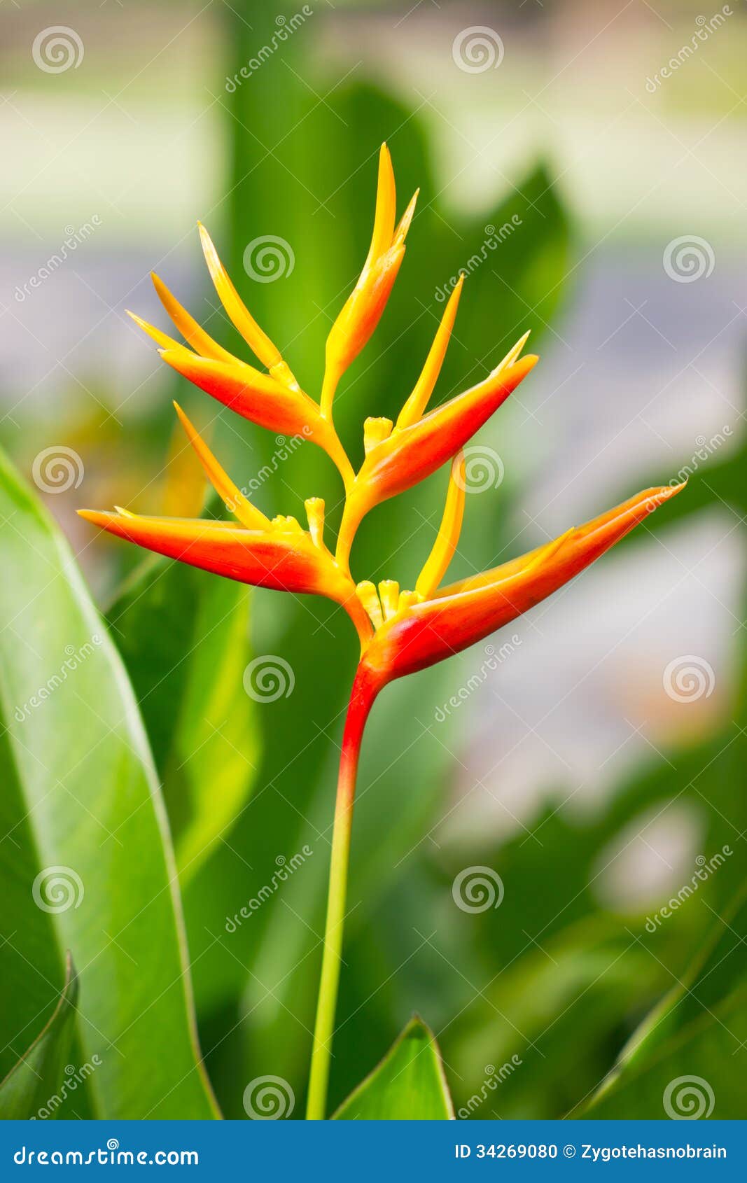 Heliconia Flower. stock photo. Image of psittacorum, paradise - 34269080
