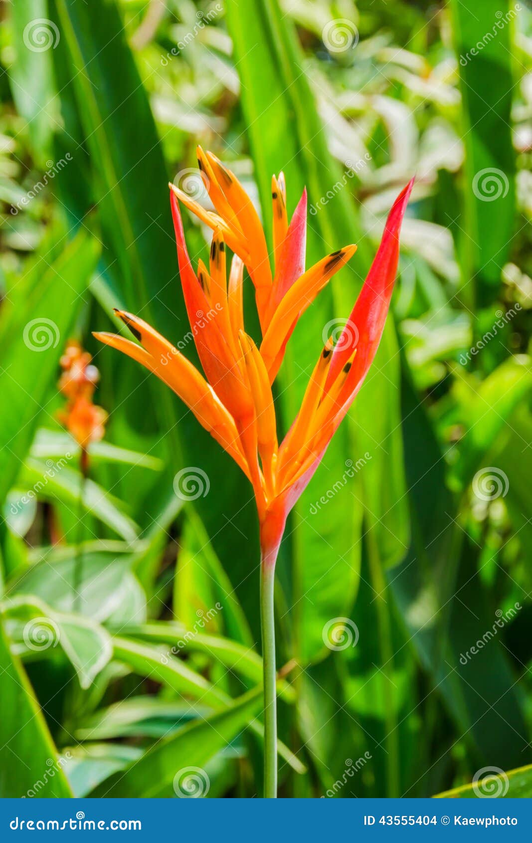 Heliconia Flower with Green Leaf. Stock Photo - Image of hawaii, rain ...