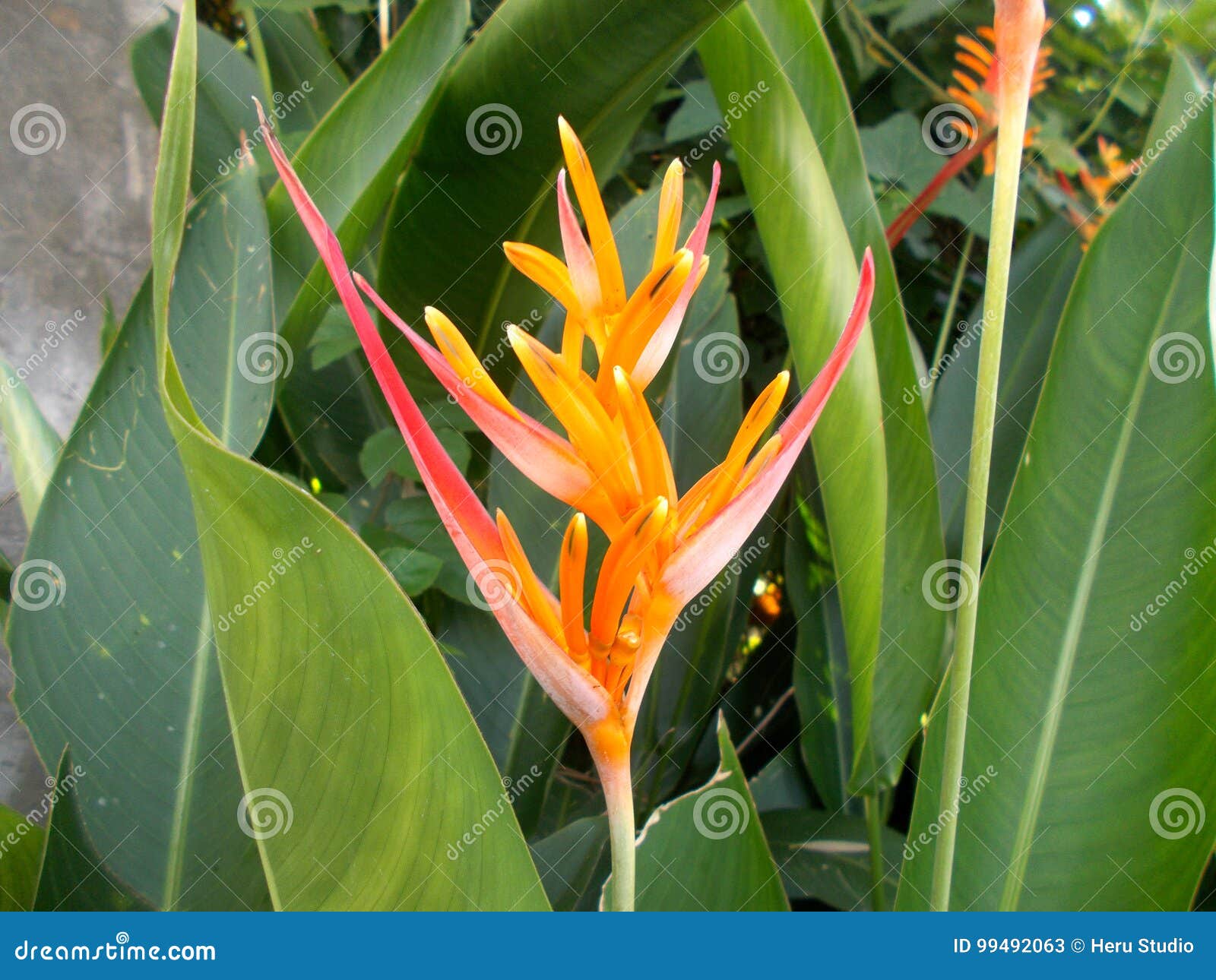 Heliconia multicolor stock image. Image of botany, colorful - 99492063