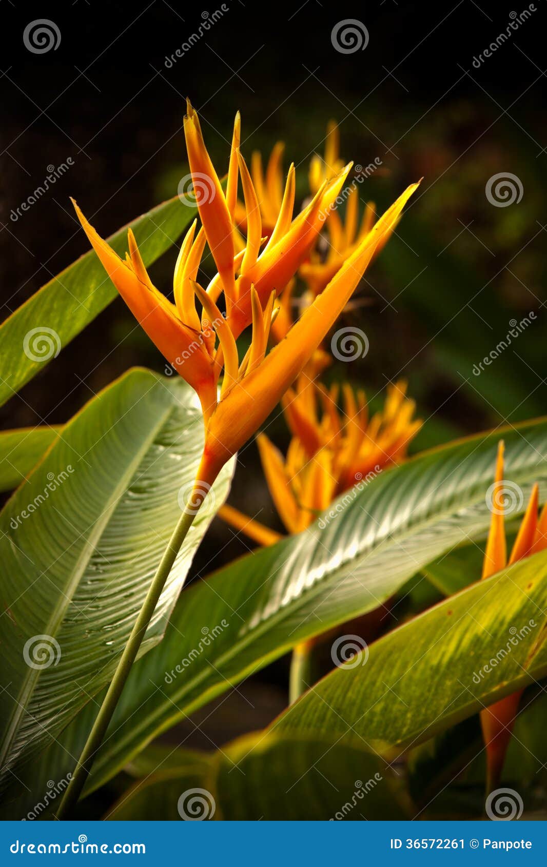 Heliconia flower stock image. Image of plant, blossom - 36572261
