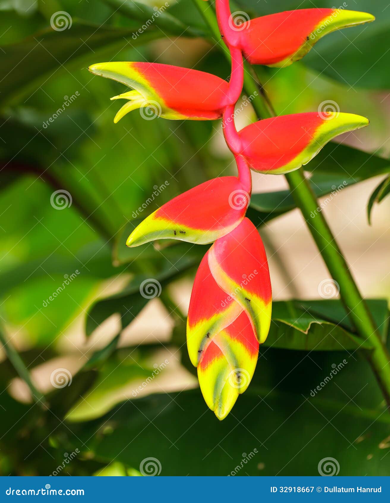 Heliconia flower. stock image. Image of forest, tree - 32918667