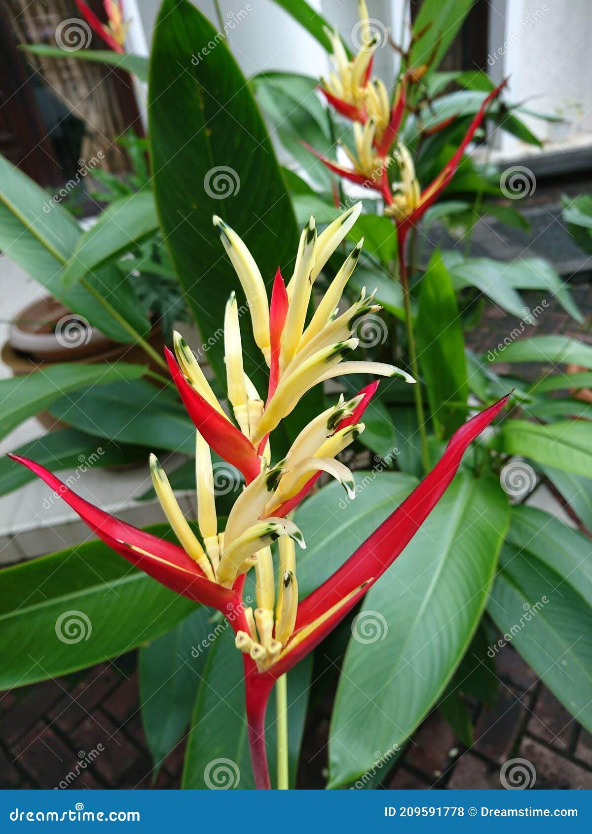 Heliconia Plants Royalty-Free Stock Photo | CartoonDealer.com #201638307
