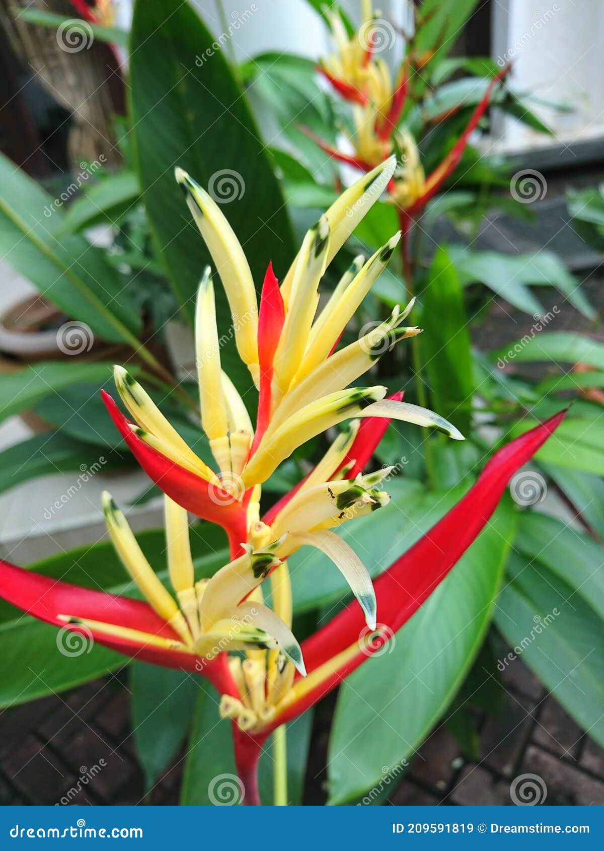 Heliconia flowers stock image. Image of produce, heliconia - 209591819