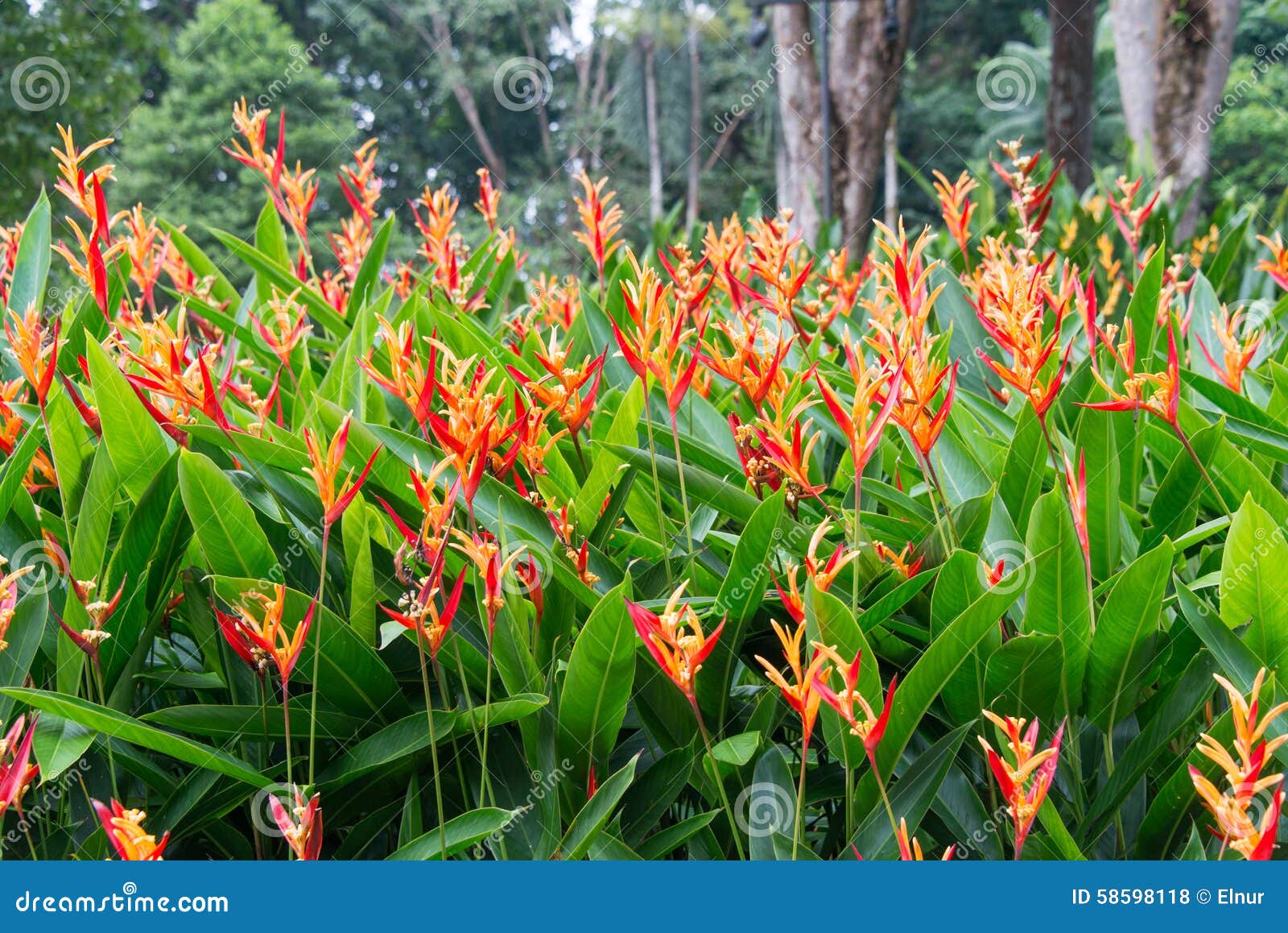 Heliconia Flowers in the Garden Stock Photo - Image of lobsterclaw ...