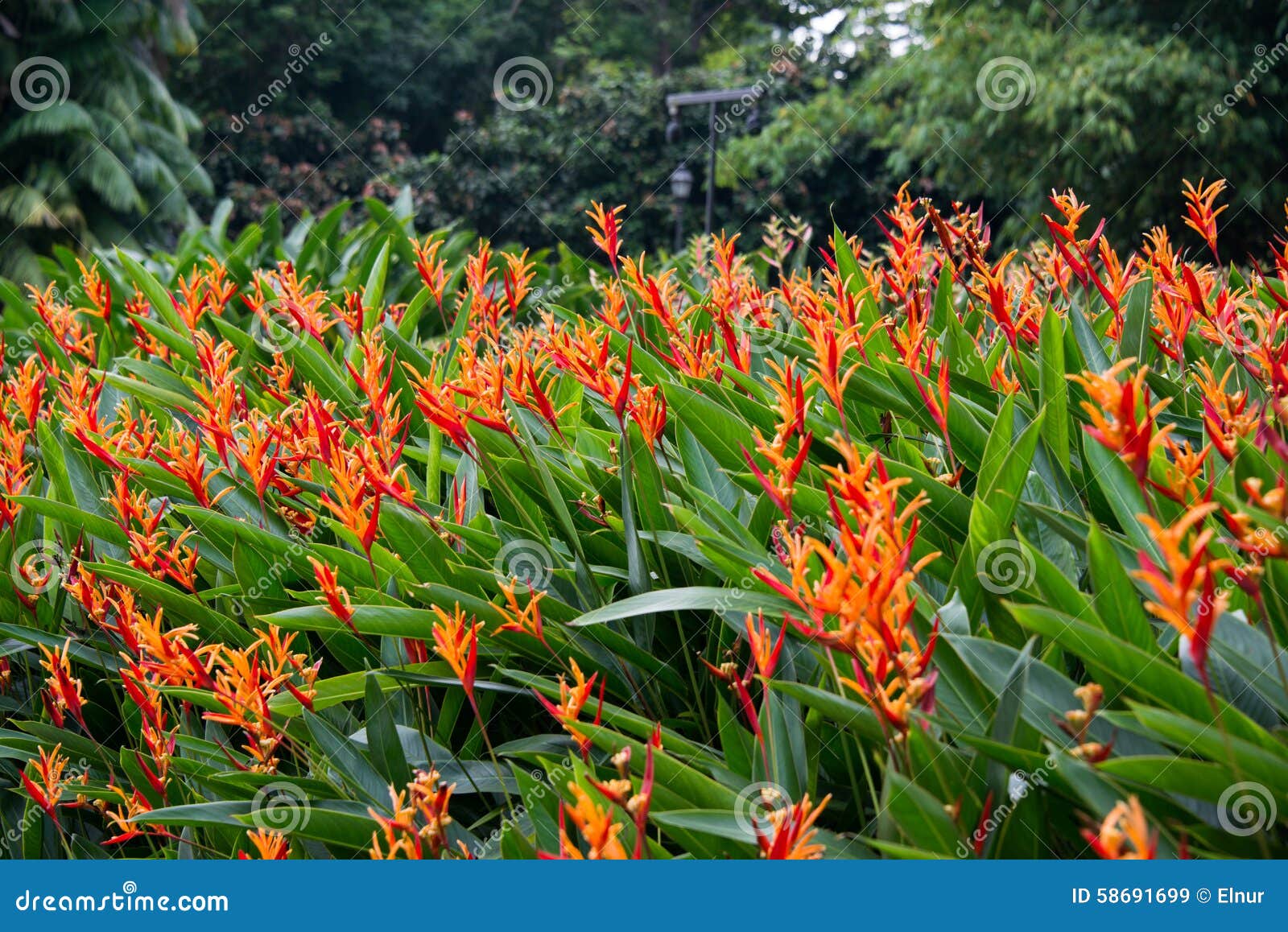 Heliconia Flowers in the Garden Stock Image - Image of bouquet ...