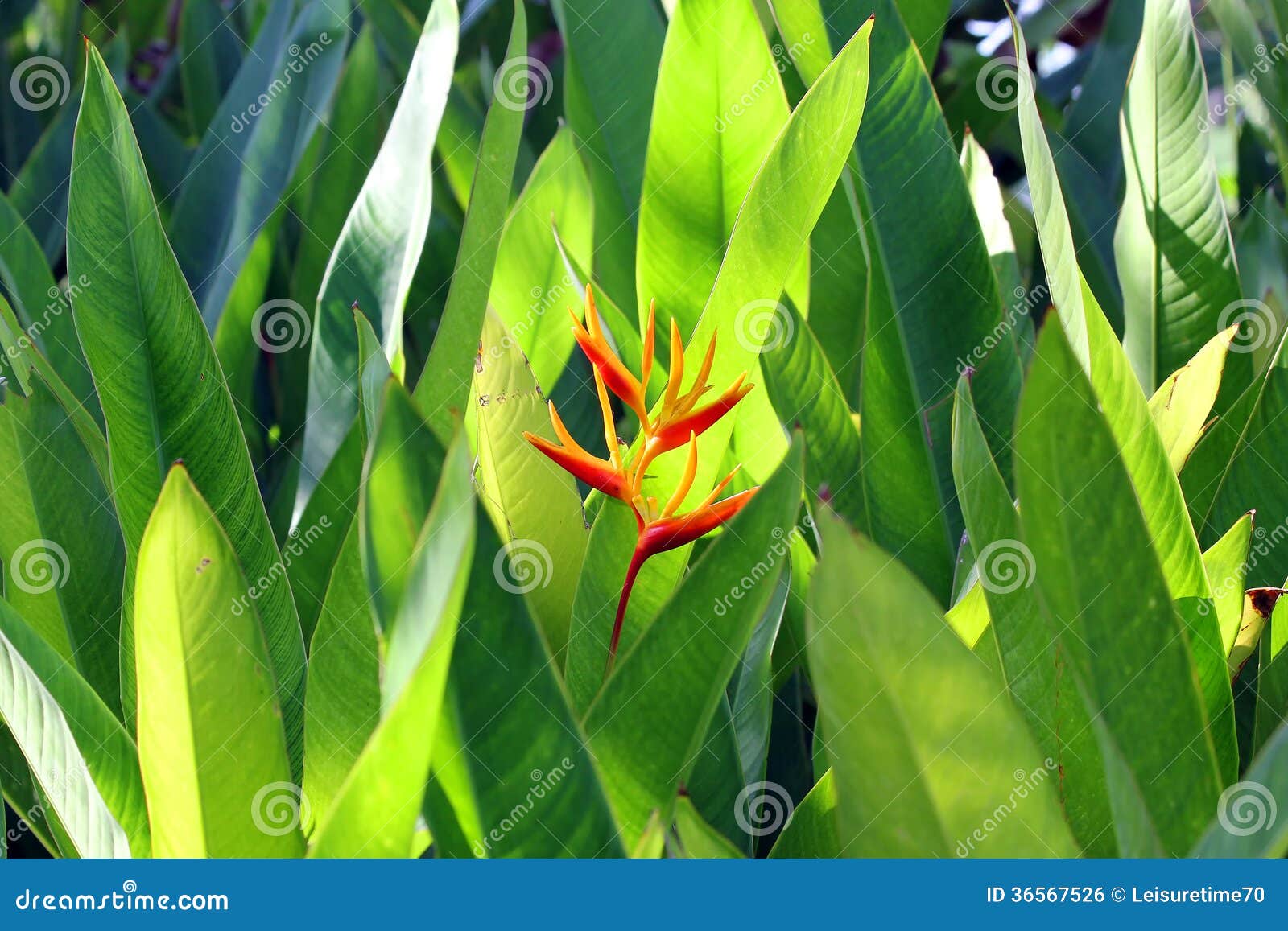 Heliconia in the garden stock photo. Image of green, cheerful - 36567526