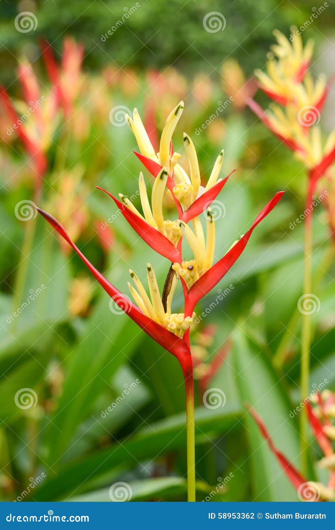 Heliconia latispatha stock photo. Image of bloom, plant - 58953362