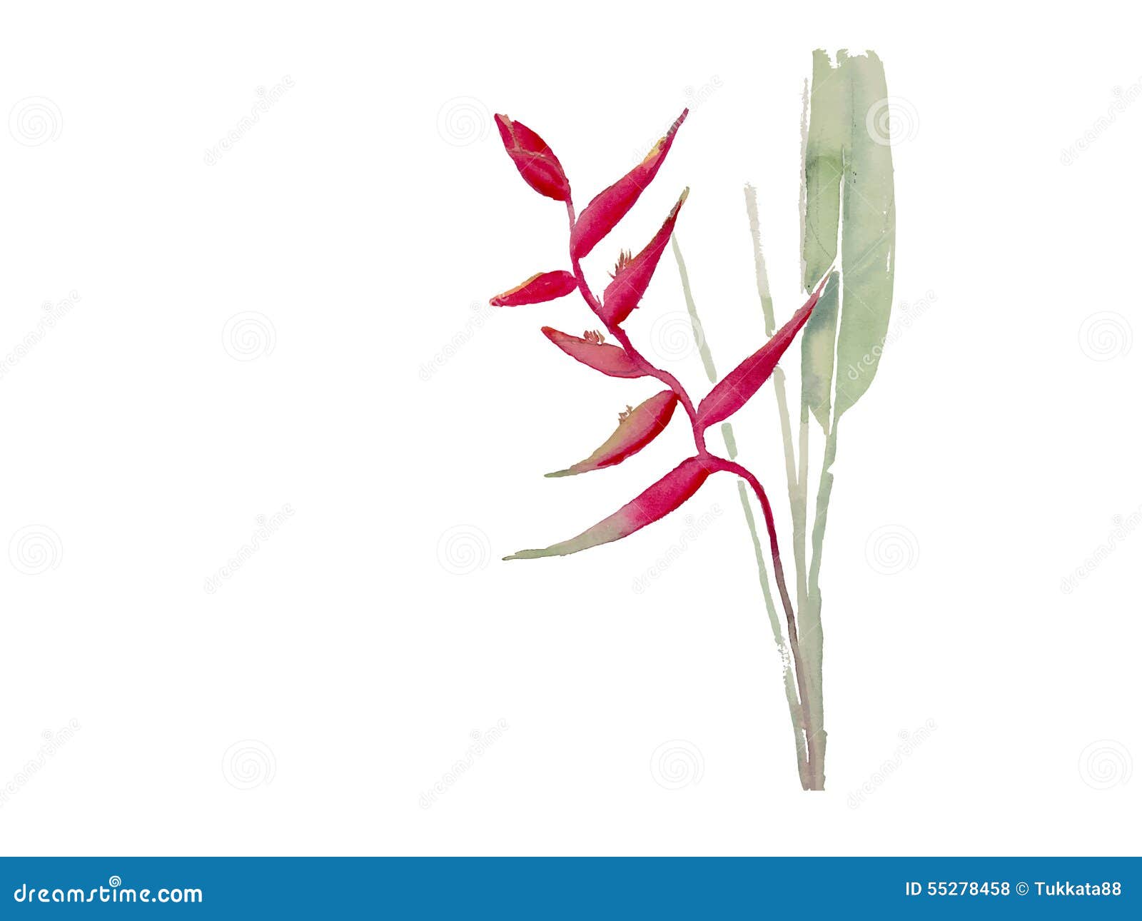 Heliconia with Leaf Watercolor Vector Stock Vector - Illustration of ...