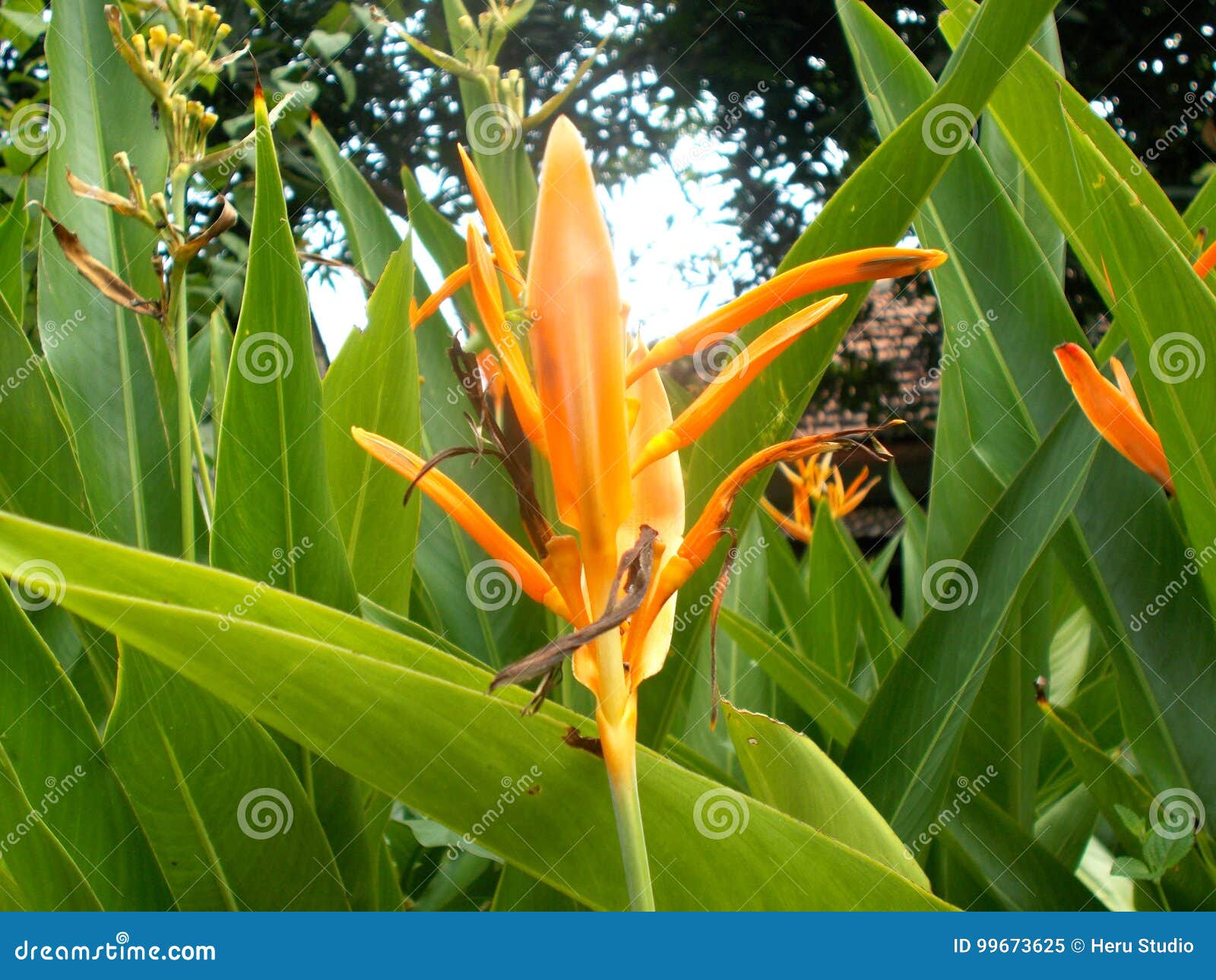 Heliconia Multicolor Flowers Stock Image - Image of aromatic, colourful ...