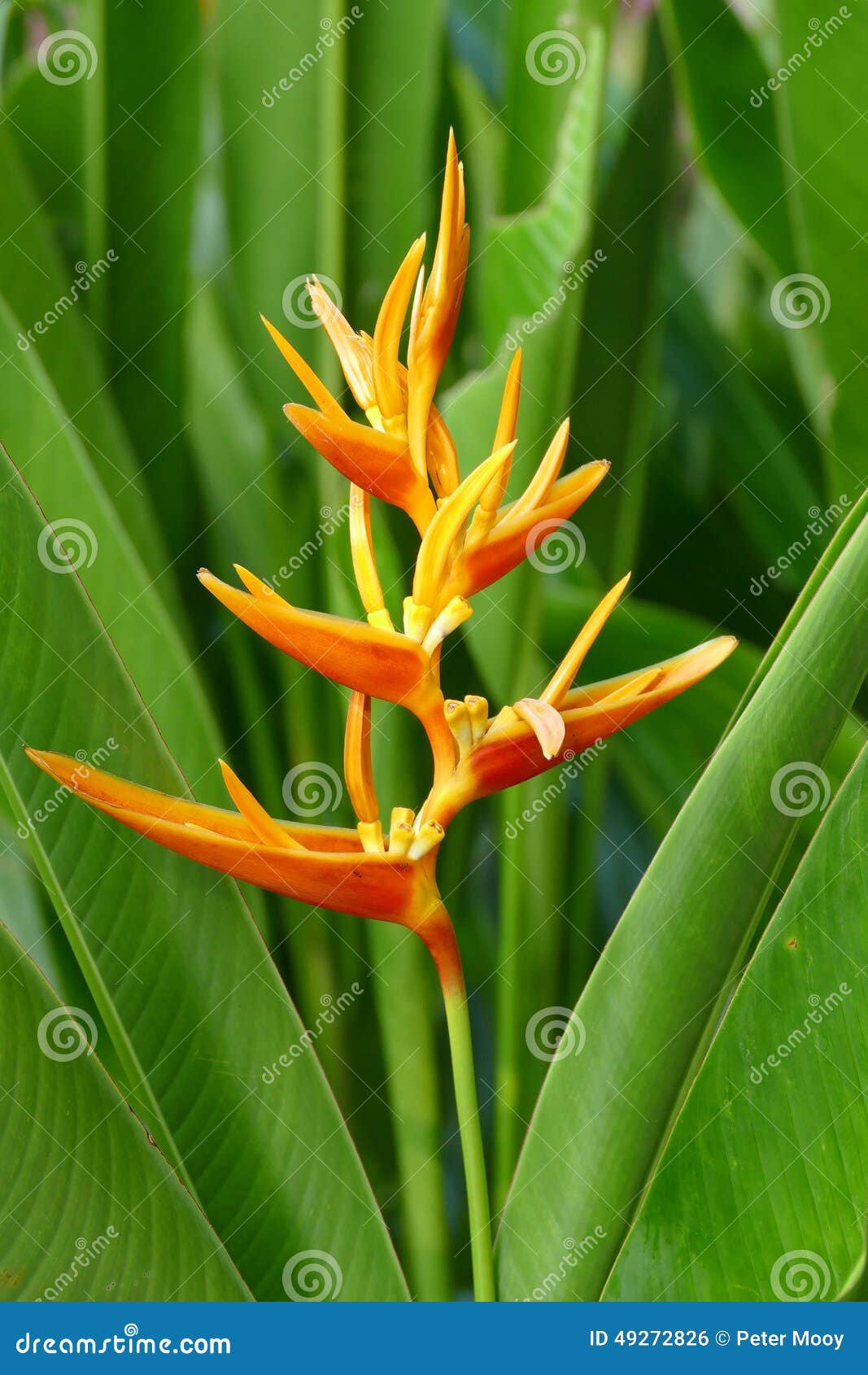 Parakeet Flower, Heliconia Psittacorum Royalty-Free Stock Photography ...