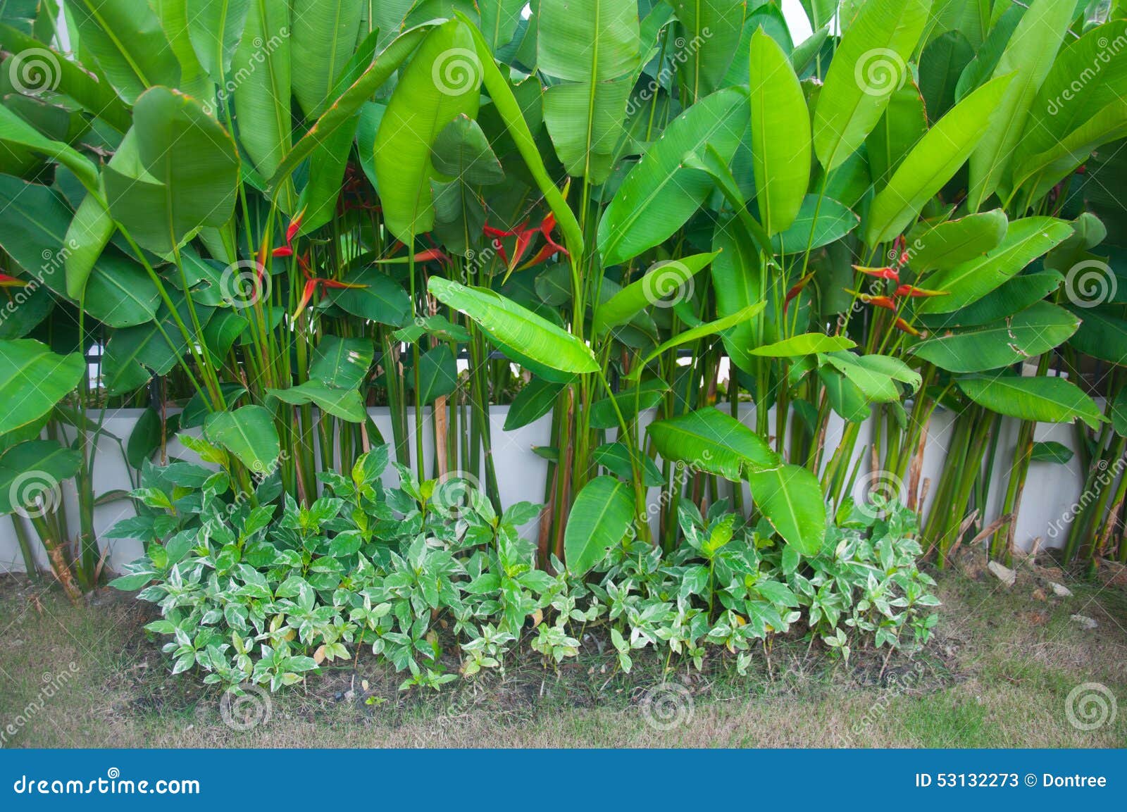 Heliconia Pendula stock image. Image of green, pendula - 53132273