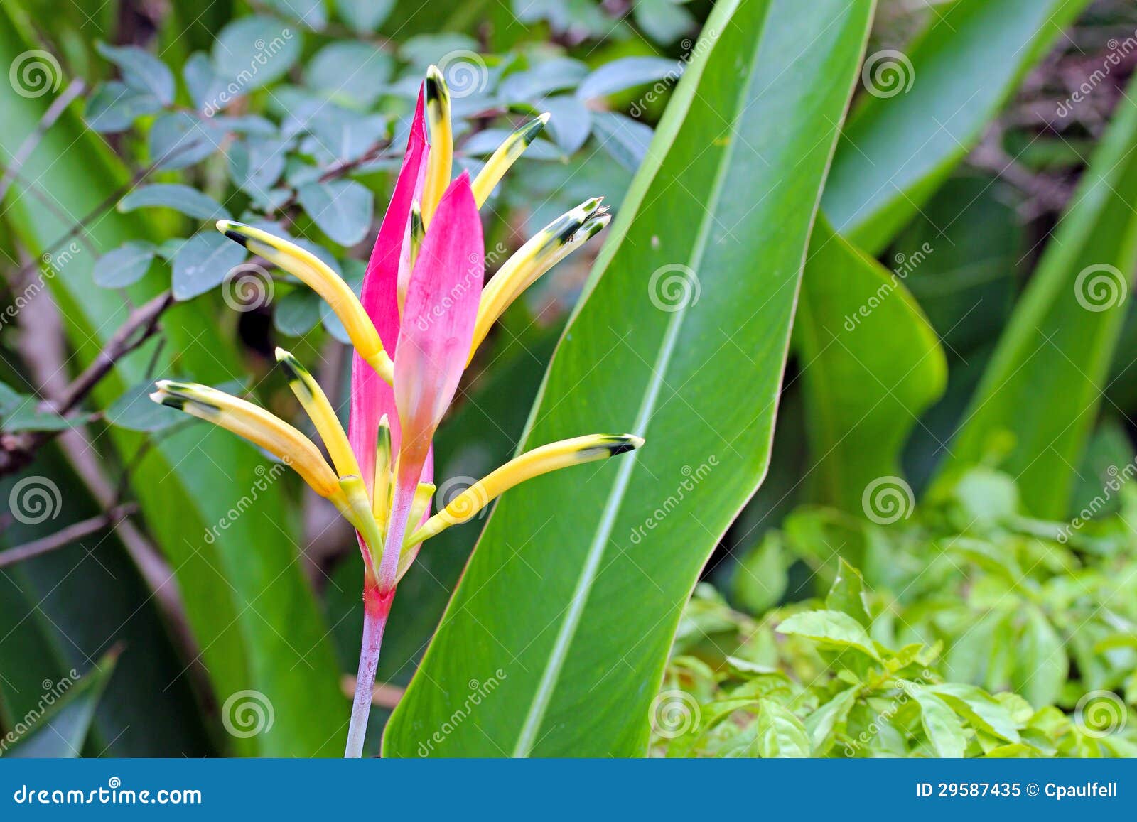 Heliconia psittacorum stock image. Image of petal, heliconia - 29587435