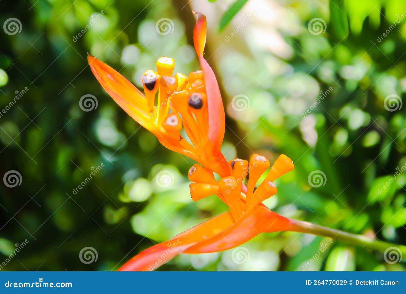 Heliconia Psittacorum is a Beautiful Orange Color Stock Image - Image ...