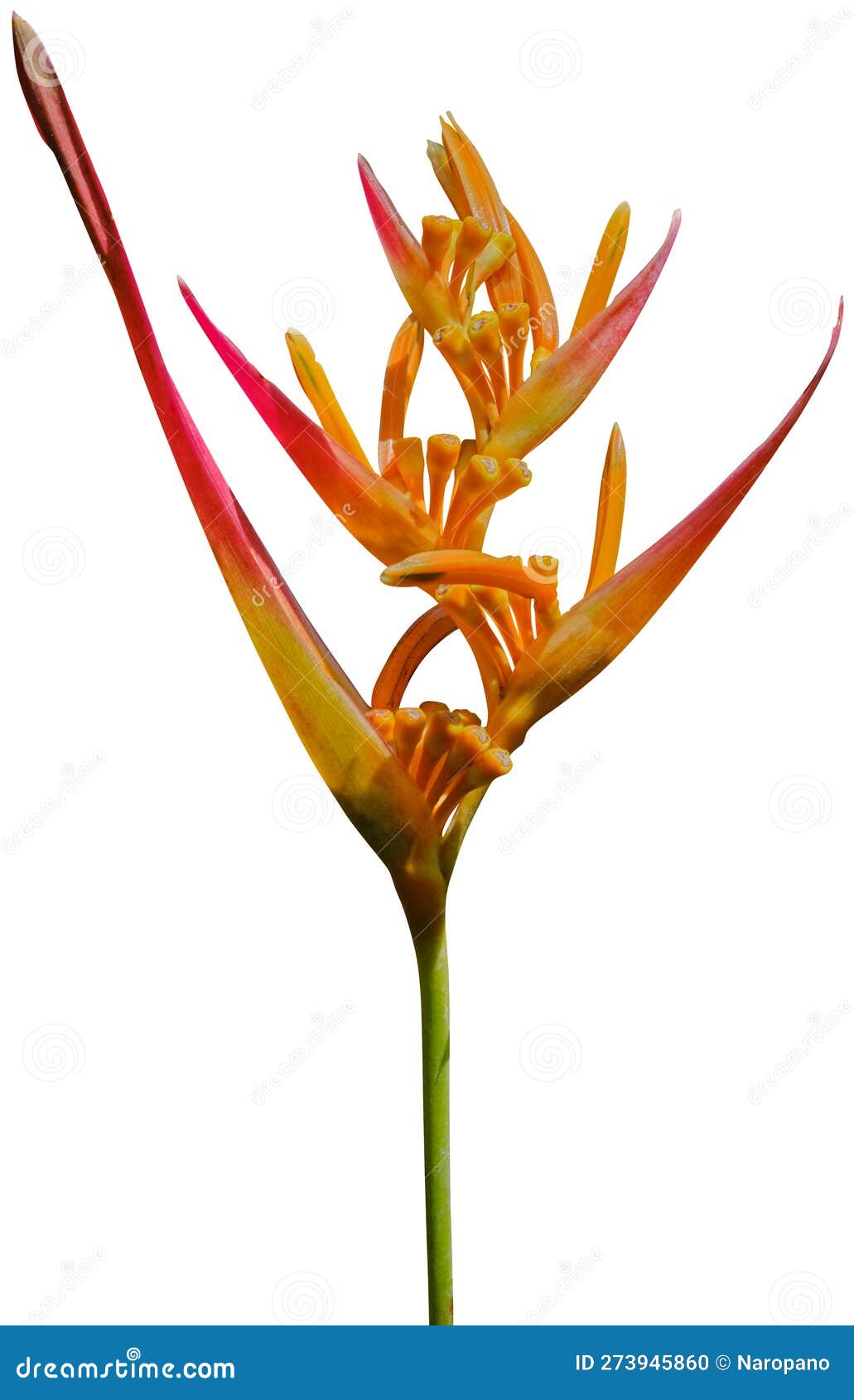 Heliconia Psittacorum Flower Isolate on White Background Stock Photo ...