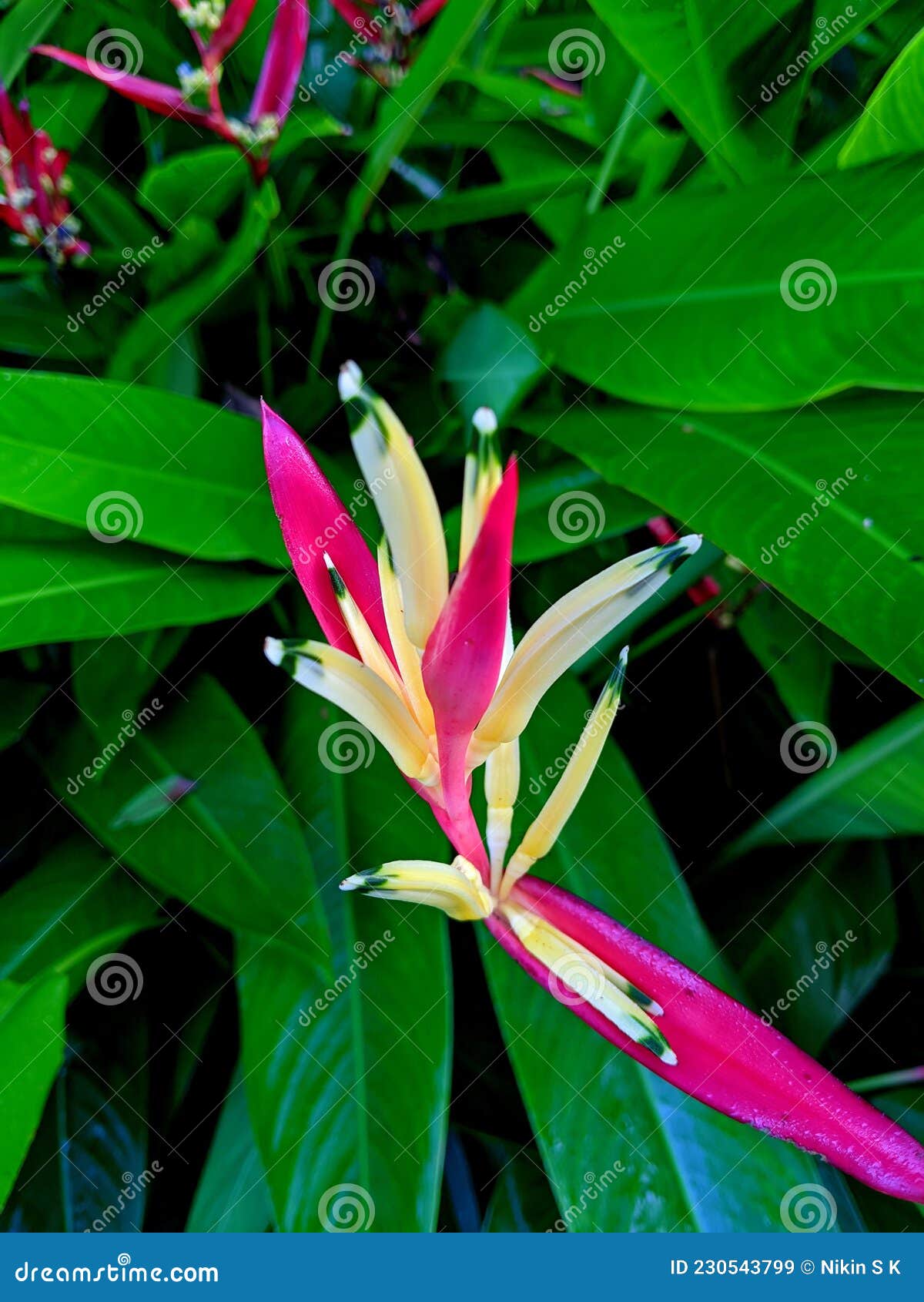 Heliconia Psittacorum Natural Green Plant Stock Image - Image of ...
