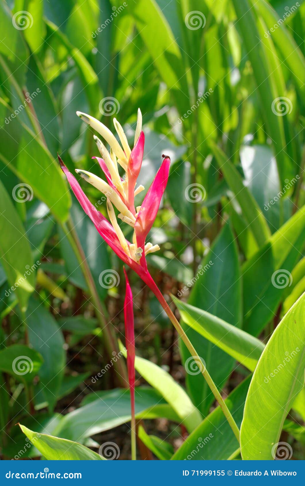 Heliconia psittacorum stock image. Image of bird, heliconia - 71999155