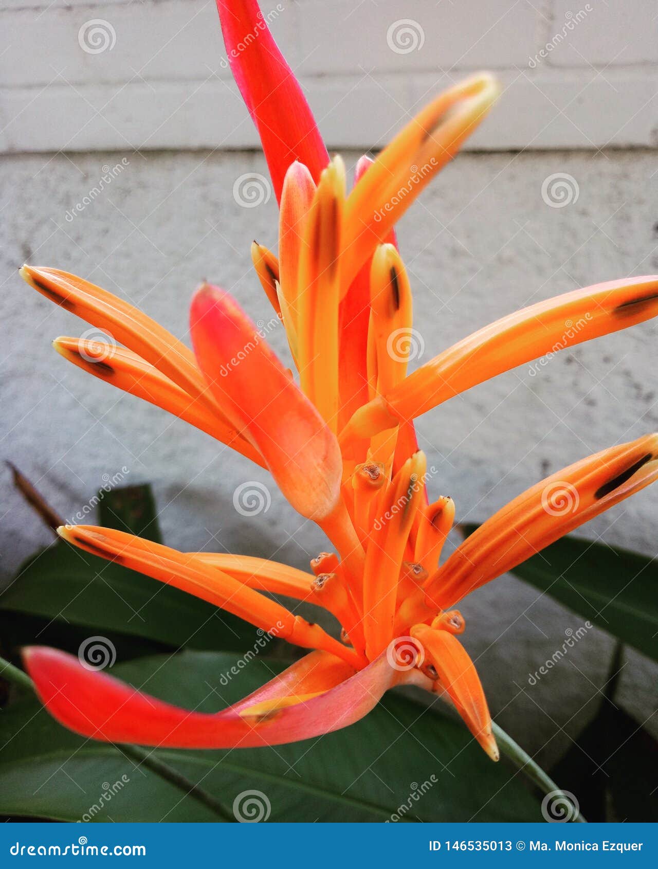 Heliconia Psittacorum Plant Stock Image - Image of plant, psittacorum ...