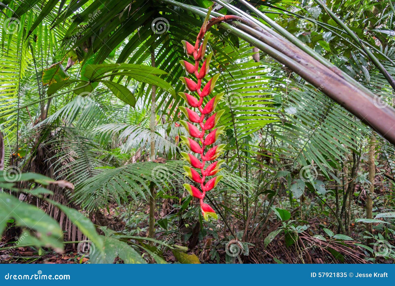 Heliconia Rostrata Flower stock image. Image of false - 57921835