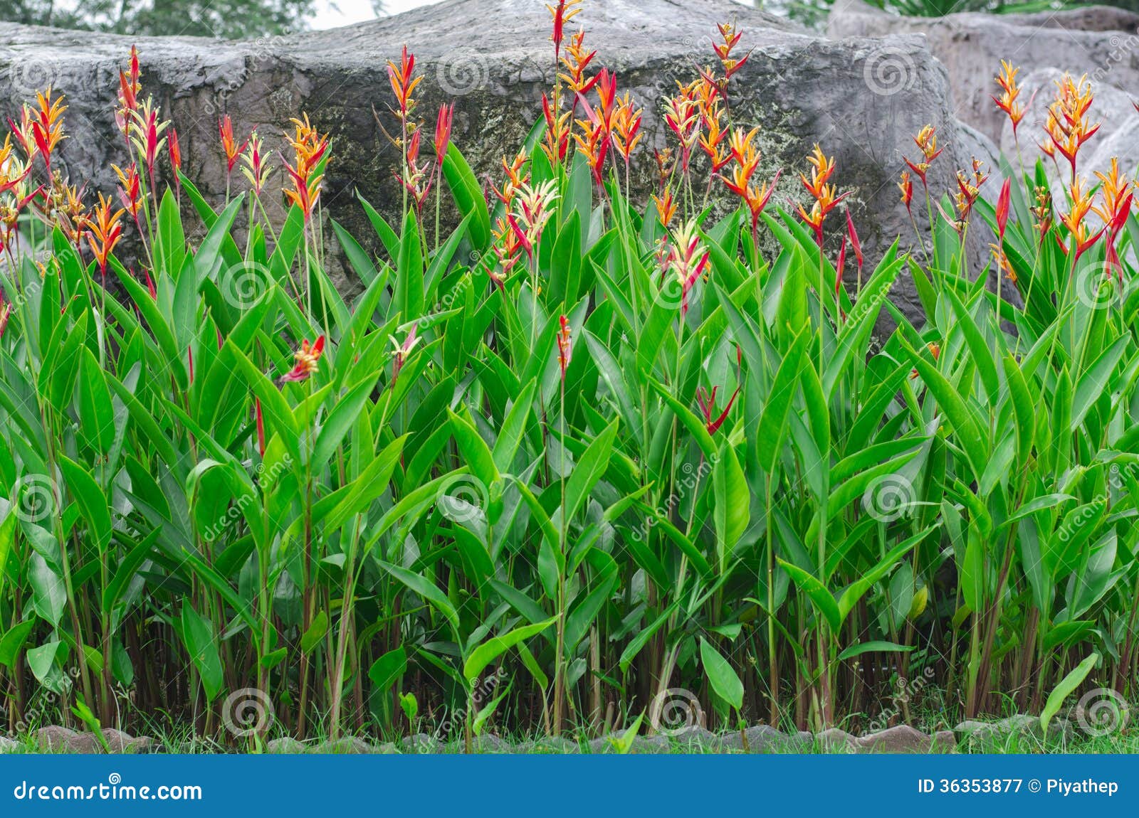 Heliconia stock image. Image of fence, plant, outdoor - 36353877